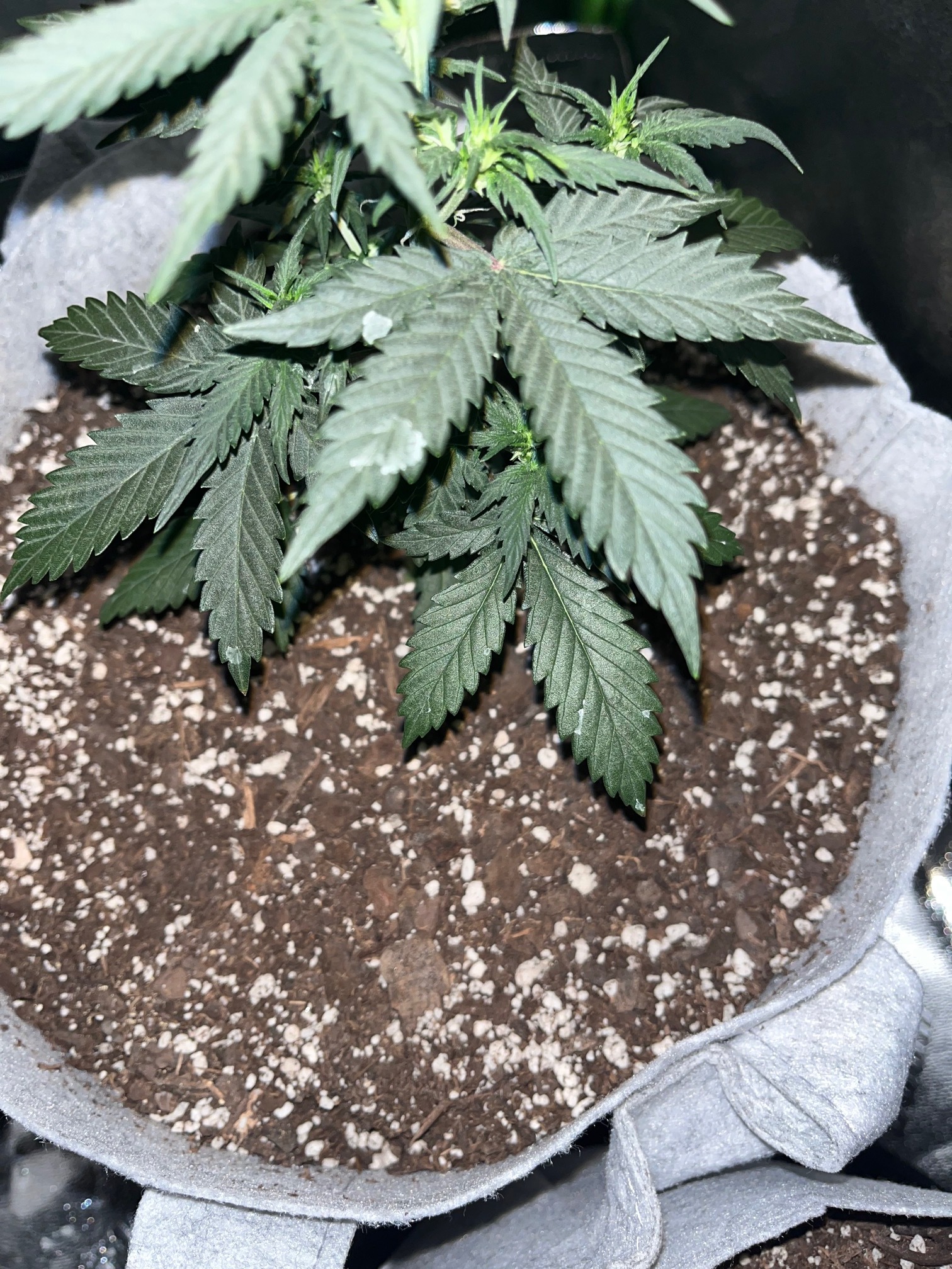 Please help- drooping? - 🙀 Growing Help - The cannabis home growing ...