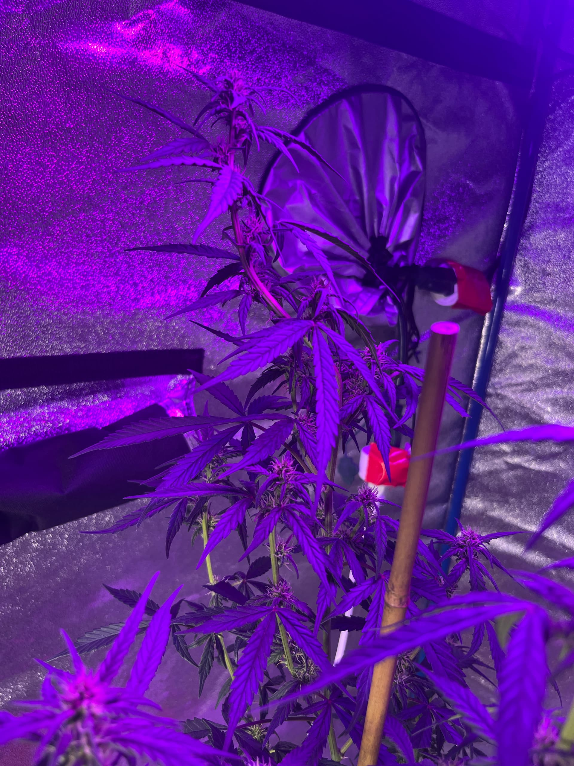 What is wrong with my plant? Only one leaf showing symptom - Growing ...