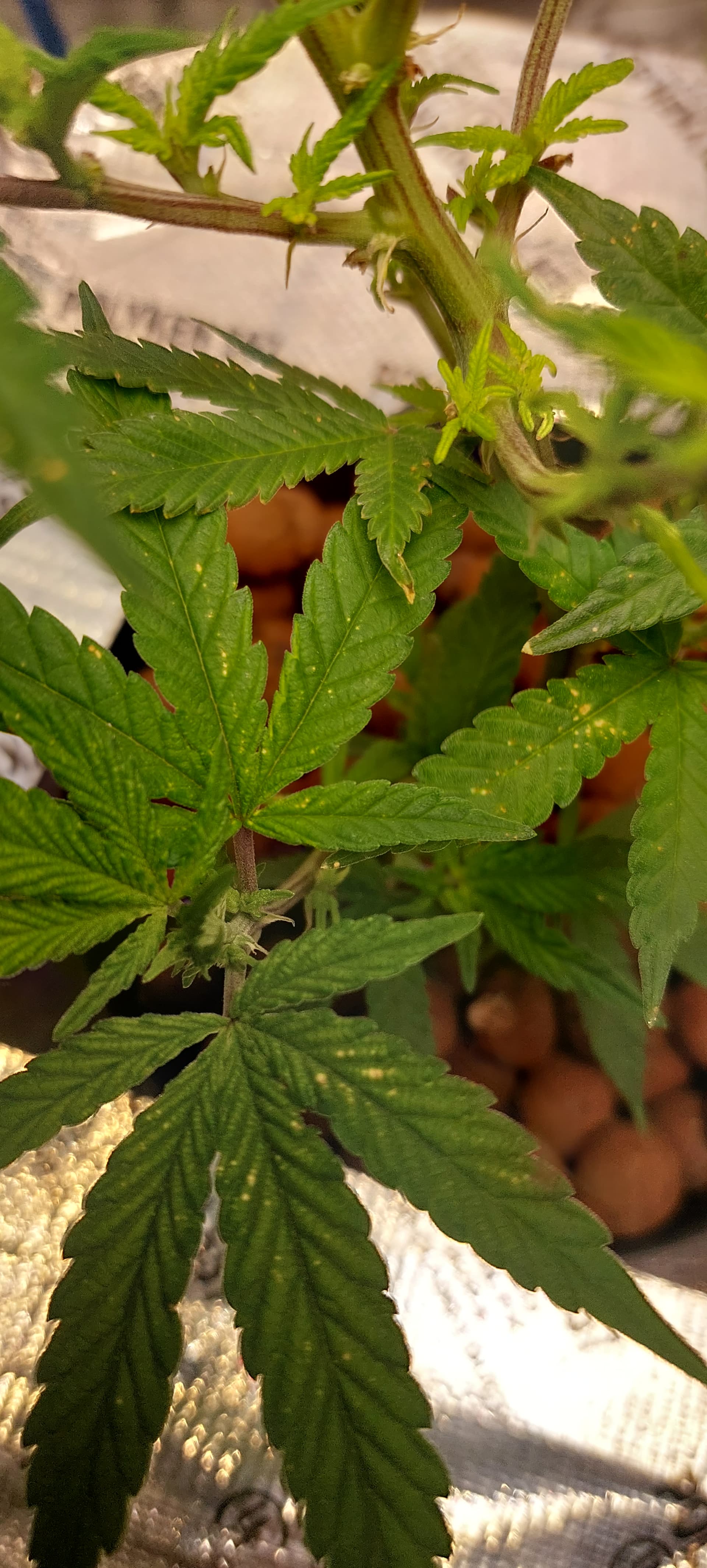 Confused and concerned - Growing Help - Grow with Jane Community