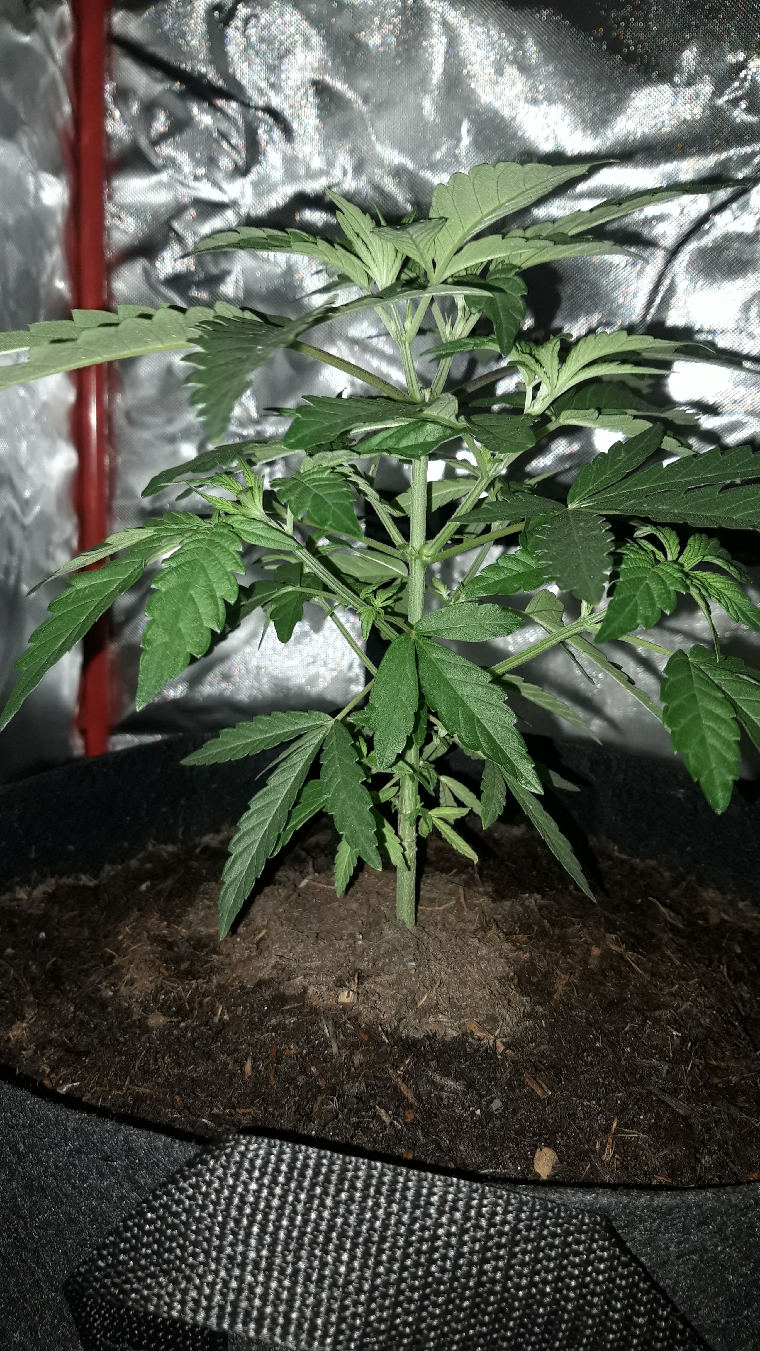 Biobizz and how to use and do i need to test ph - Growing - Grow with ...