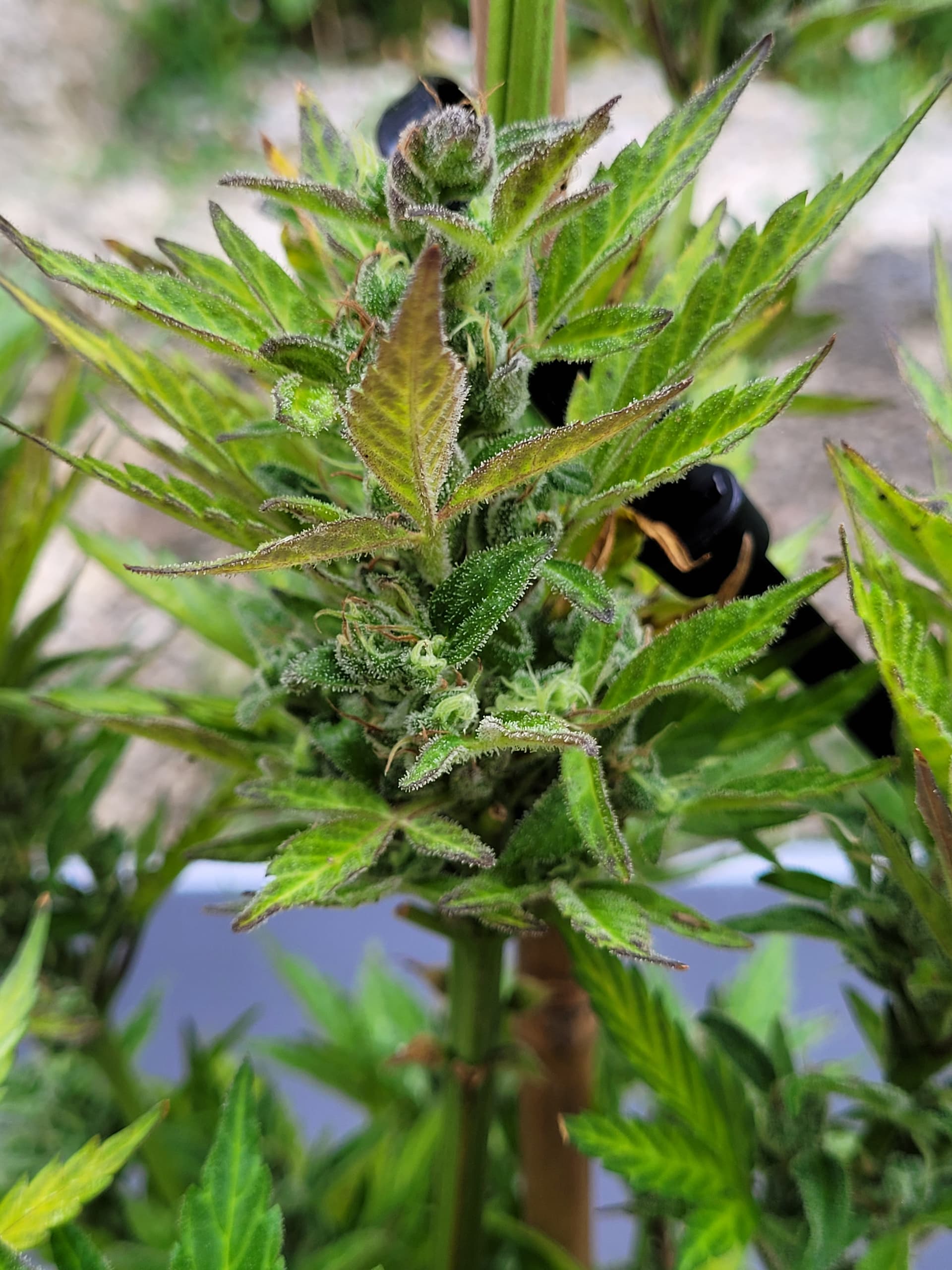 Is this foxtailing or herm? - 🙀 Growing Help - The cannabis home ...