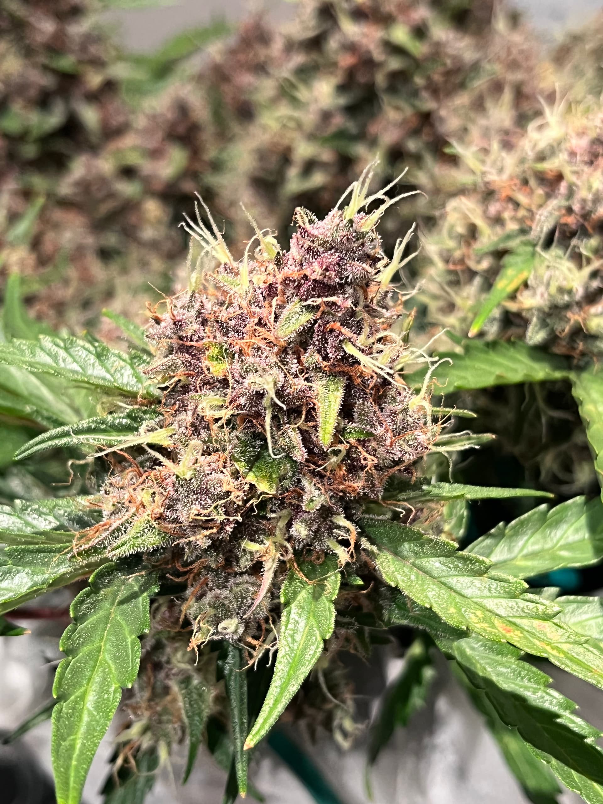 Help - Week 9 - Autoflower Fox-tailing? - 🙀 Growing Help - The cannabis ...