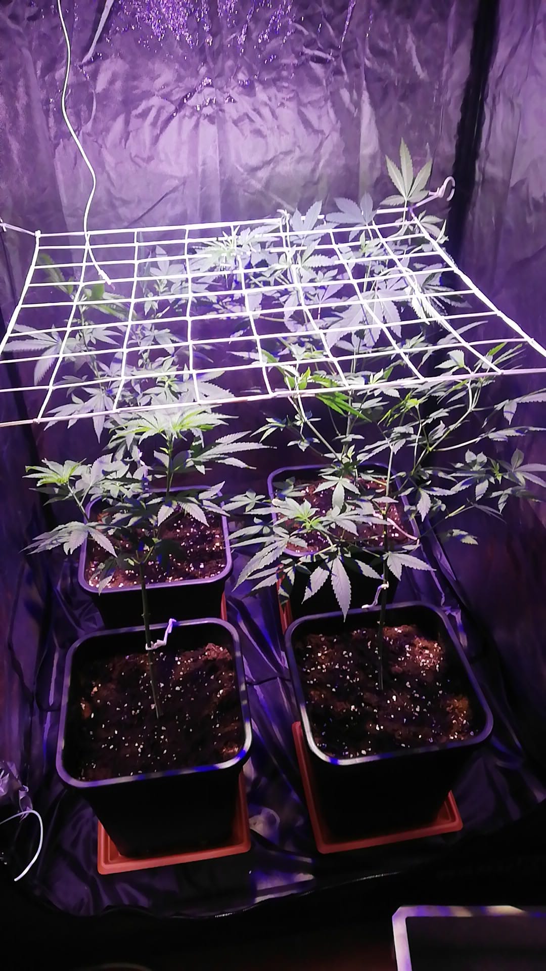 Seguimiento cultivo en Scrog con LED Solux Titan - Español - The ...