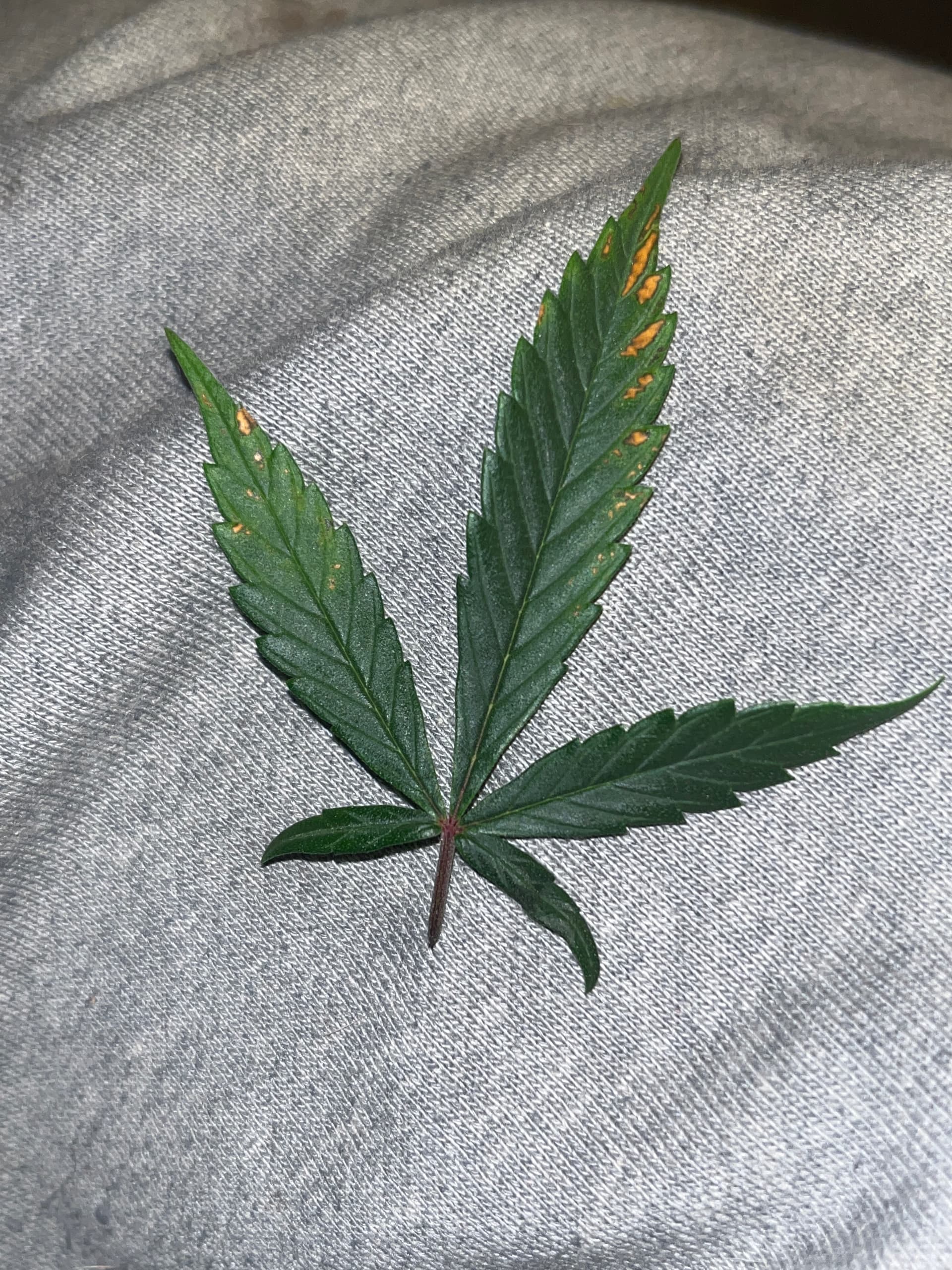 What is wrong with my plant? Only one leaf showing symptom - Growing ...