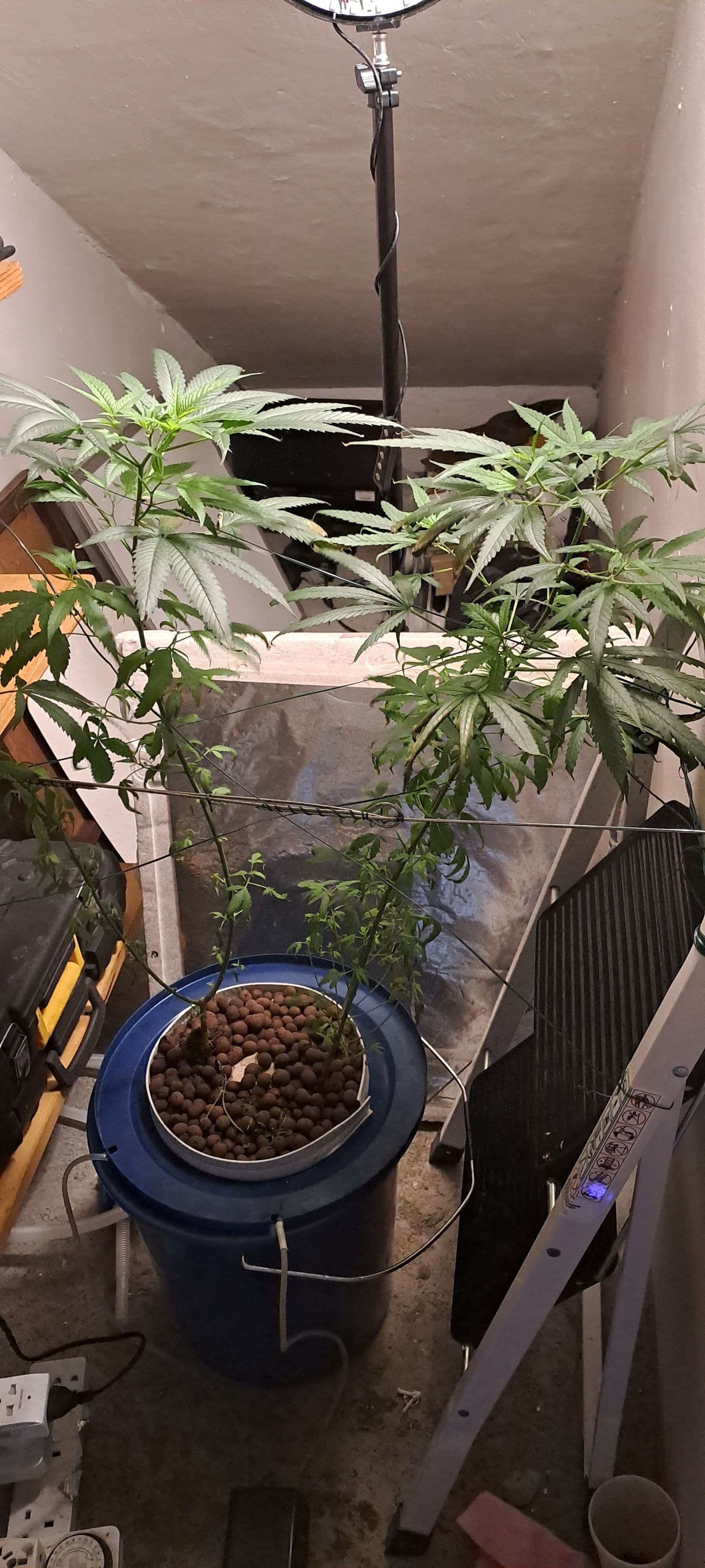 First time growing - slow flowering - Growing Help - Grow with Jane ...