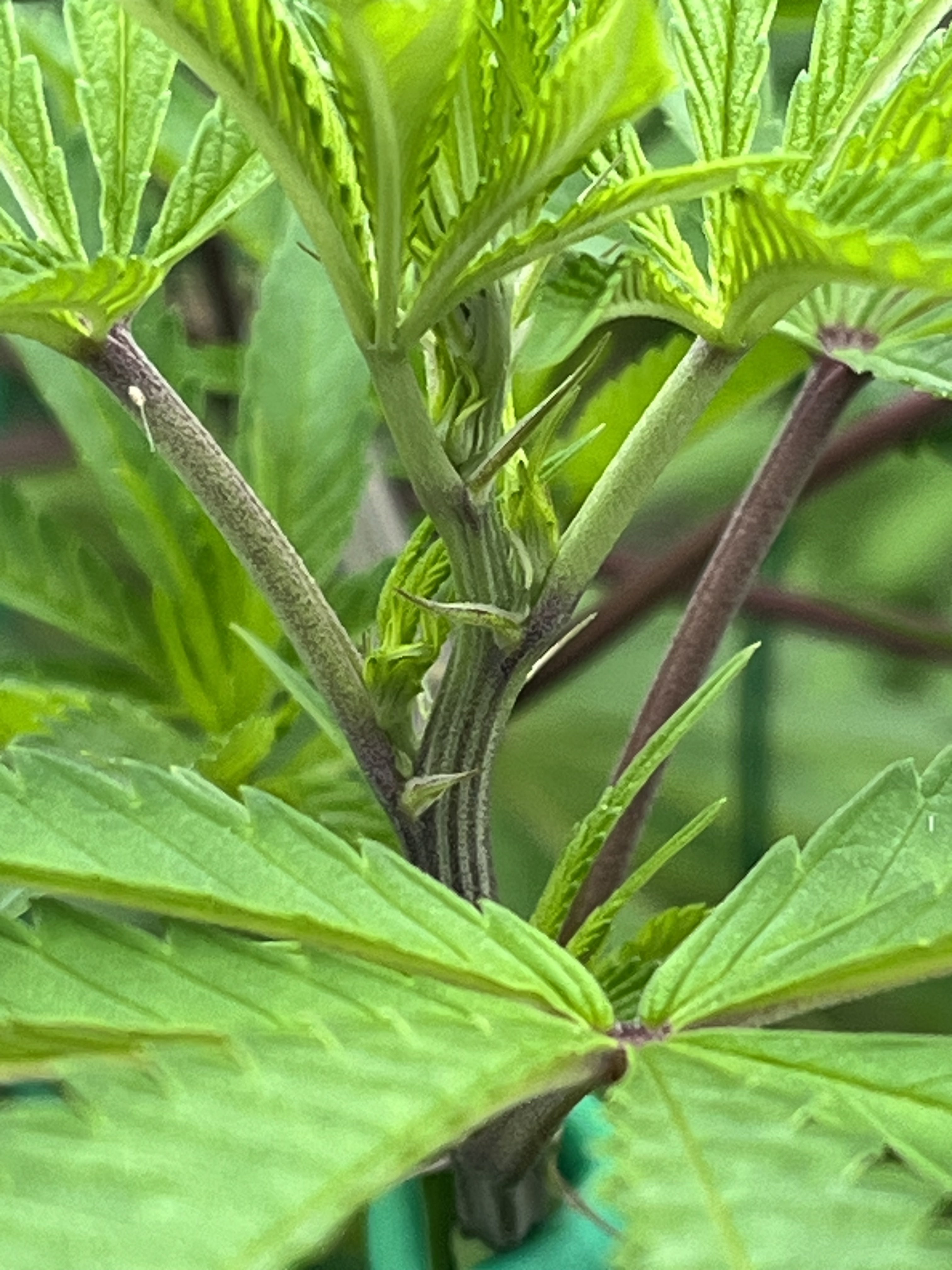 Transition - From Veg to Flowering - 🌲 Cannabis Growing - The cannabis ...