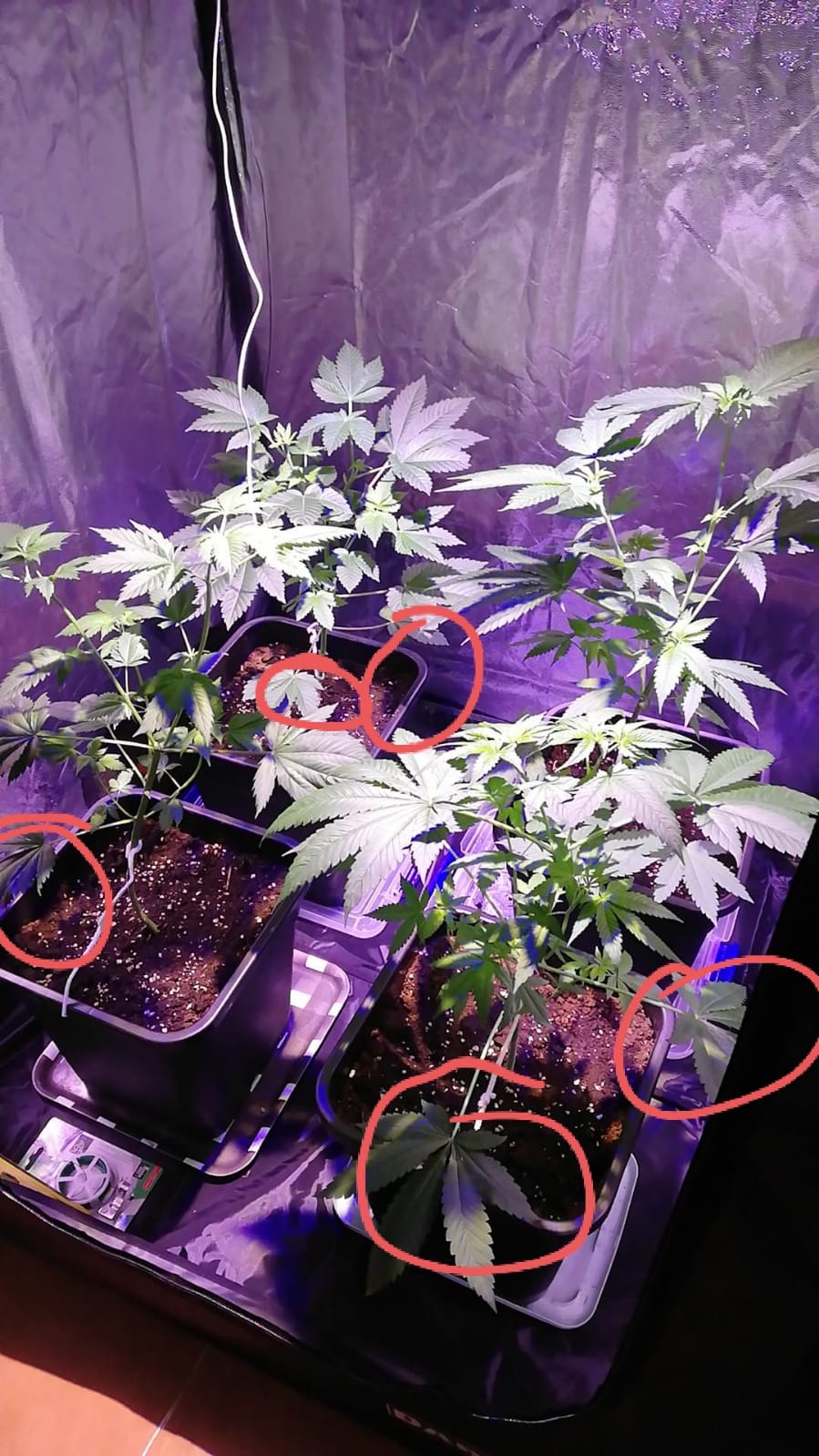 Seguimiento cultivo en Scrog con LED Solux Titan - Español - The ...