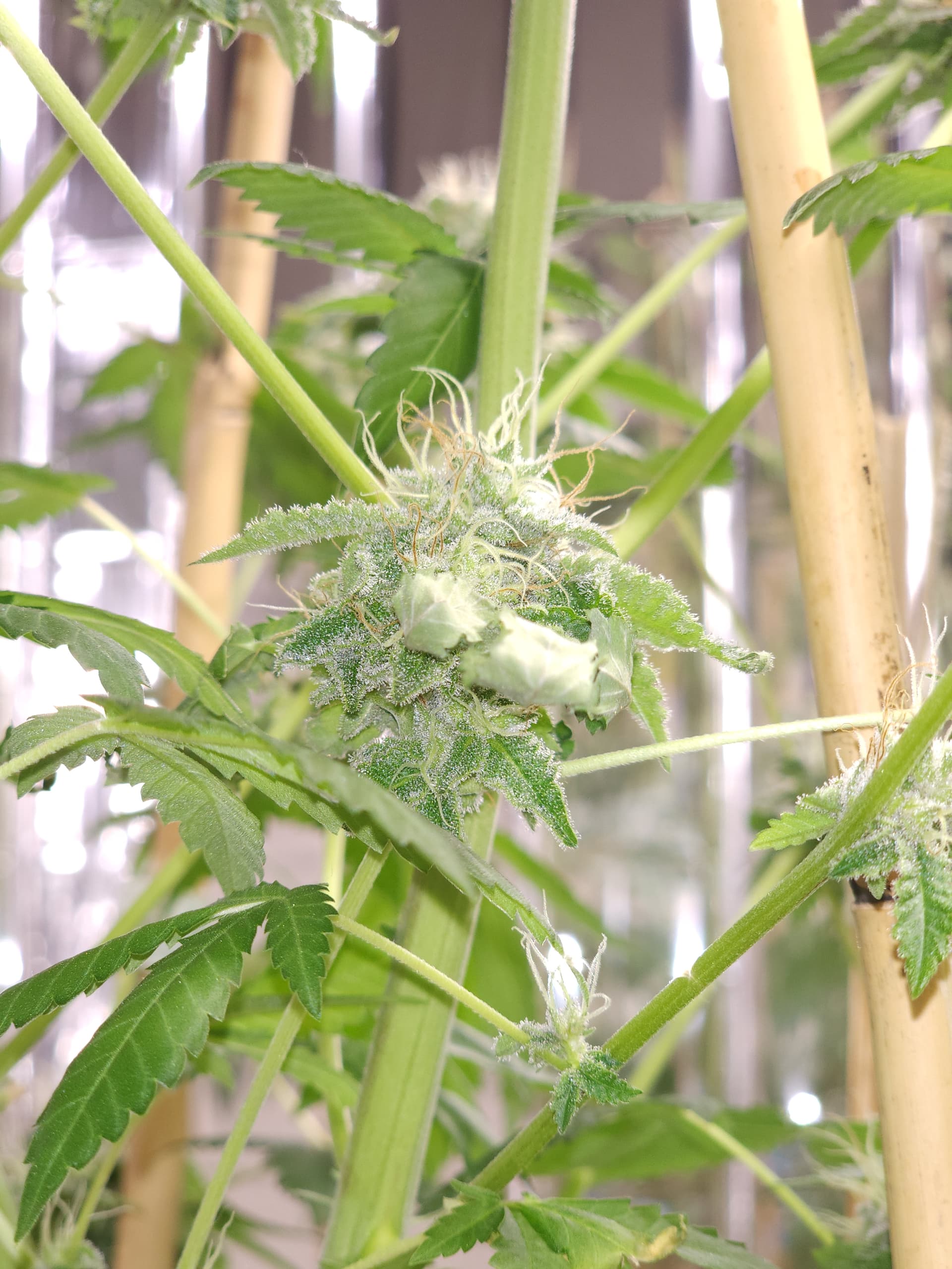 Why are my sugar leaves curling! - 🙀 Growing Help - The cannabis home ...