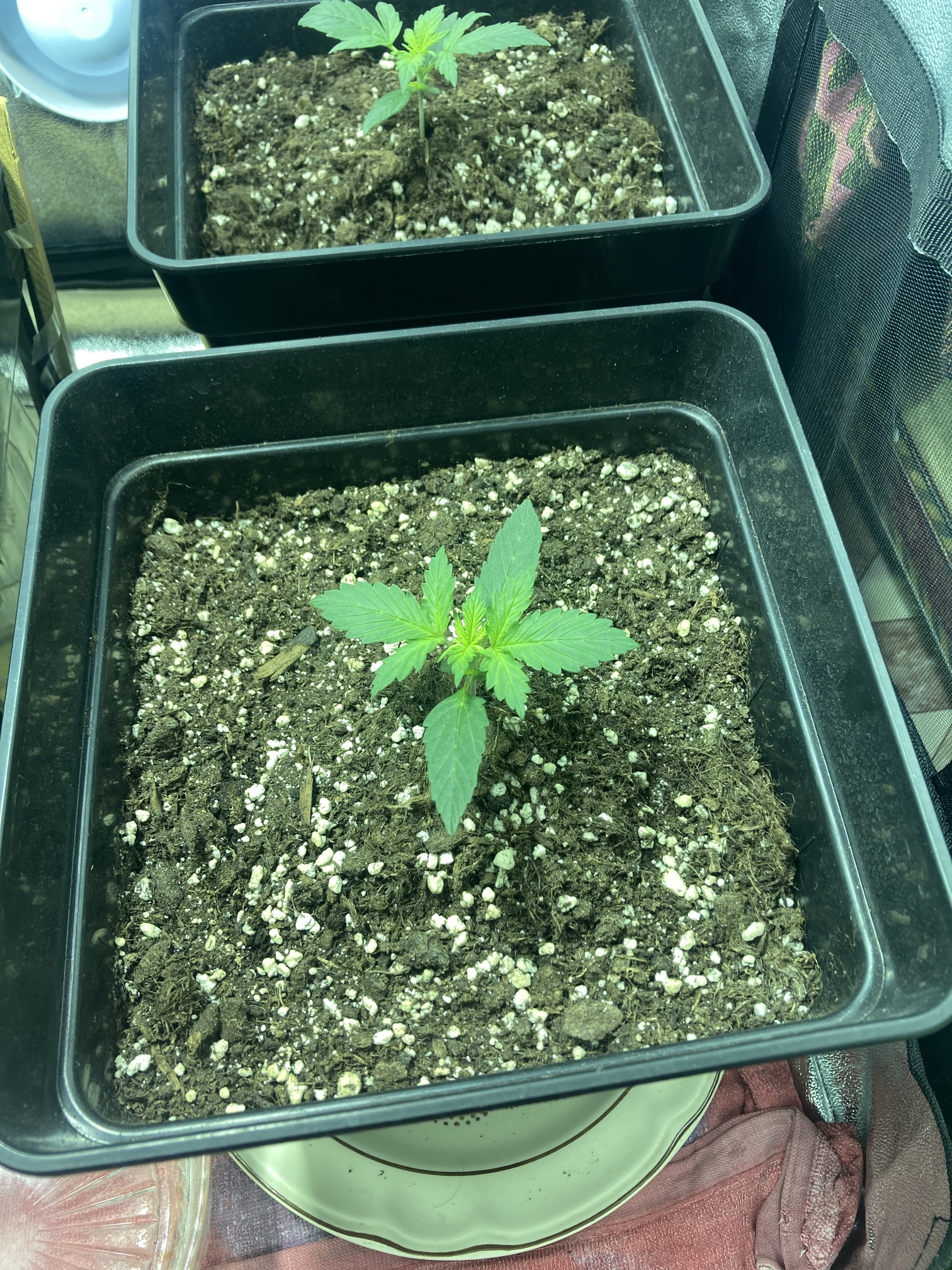 Mi primer cultivo consulta como creen que van mis plantas encuentran ...
