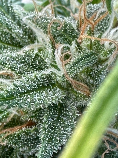 When to harvest AND what are these pods/sacks? - 🙀 Growing Help - The ...