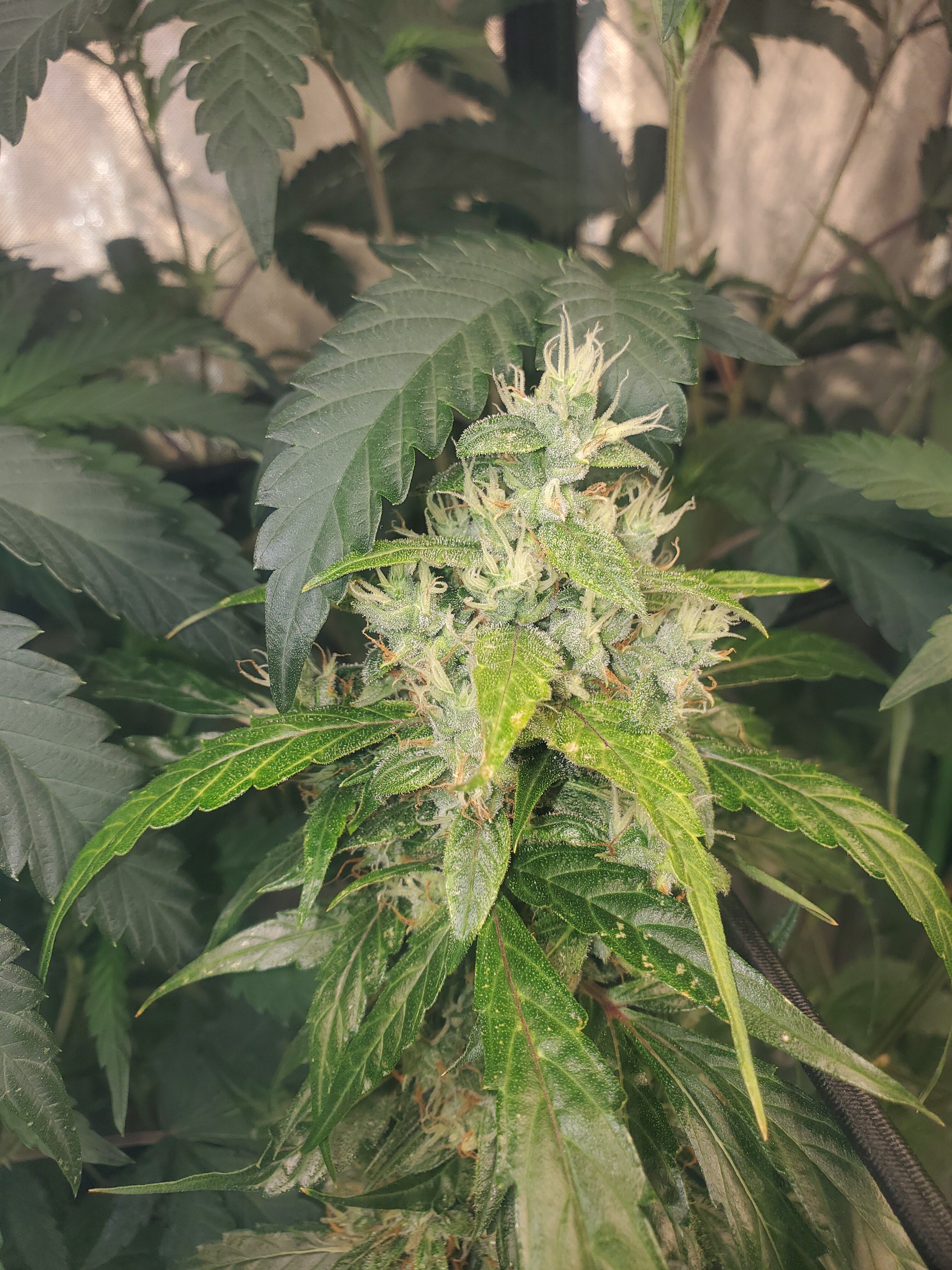 Grand Daddy Purple (6 plants) - 💡 Indoor - The cannabis home growing ...