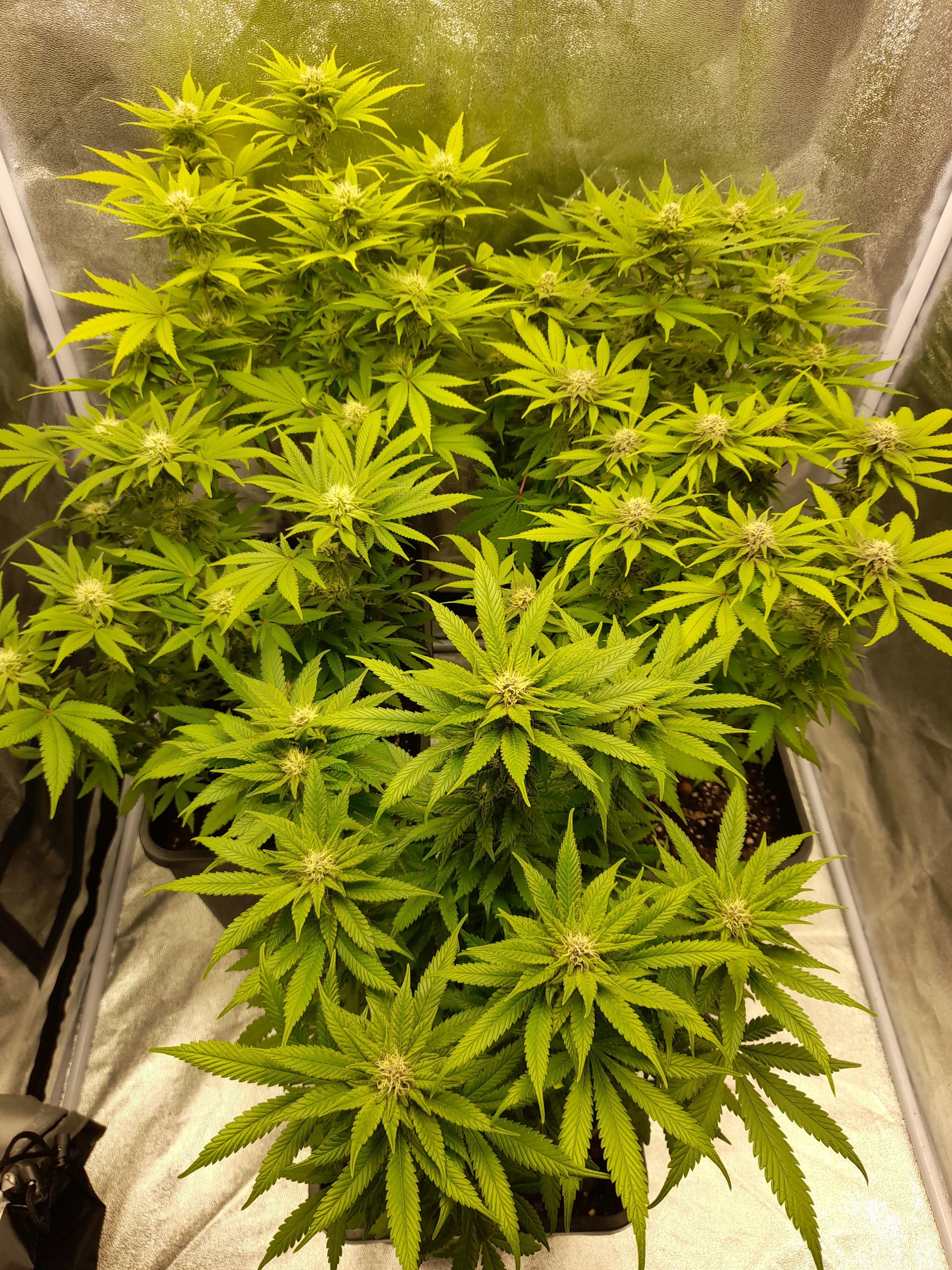 Can i defoliate a little in 4 weeks of flowering? - 🙀 Growing Help ...