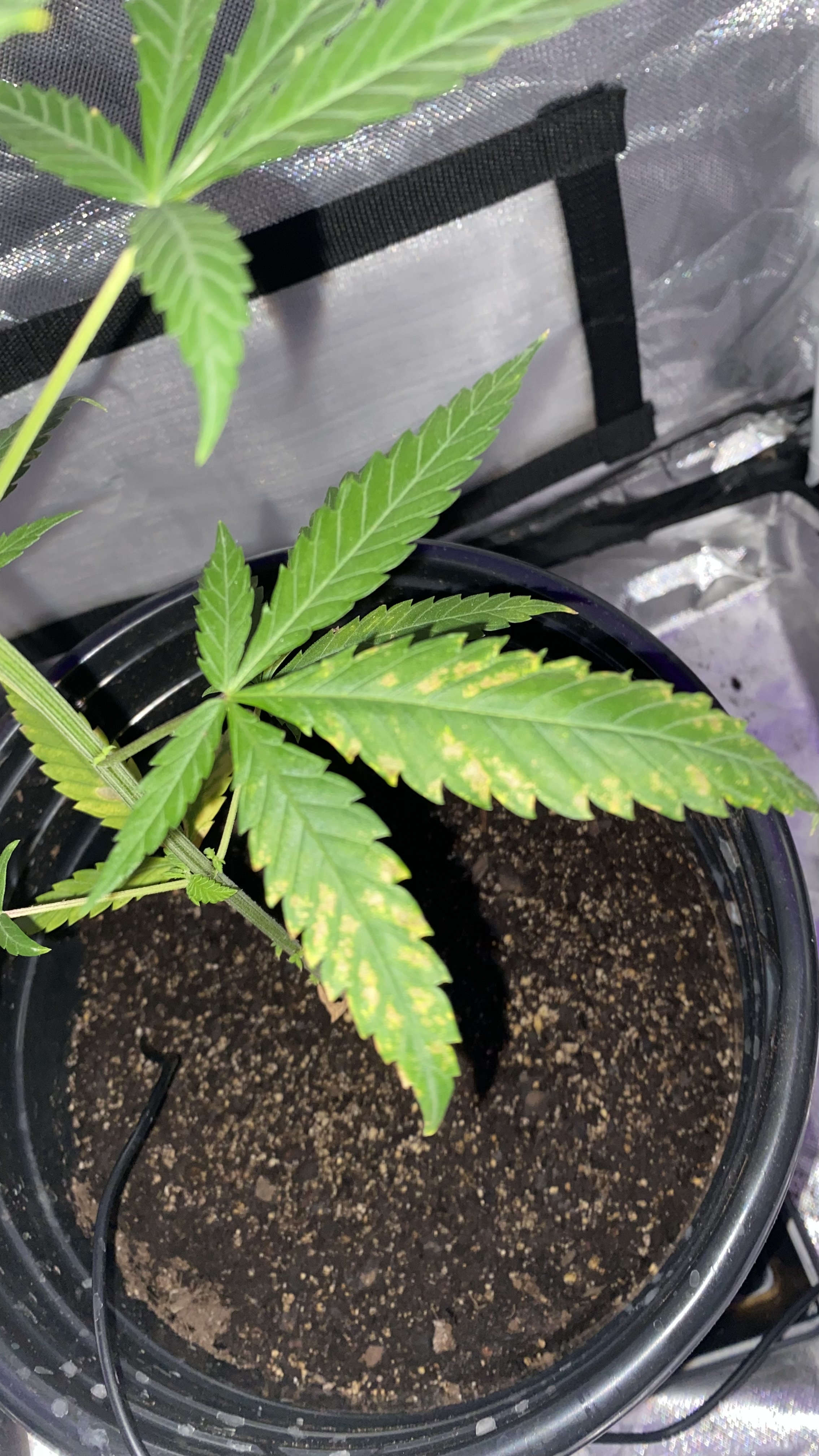 Yellowing on leaves and fan leave tips - 🙀 Growing Help - The cannabis ...