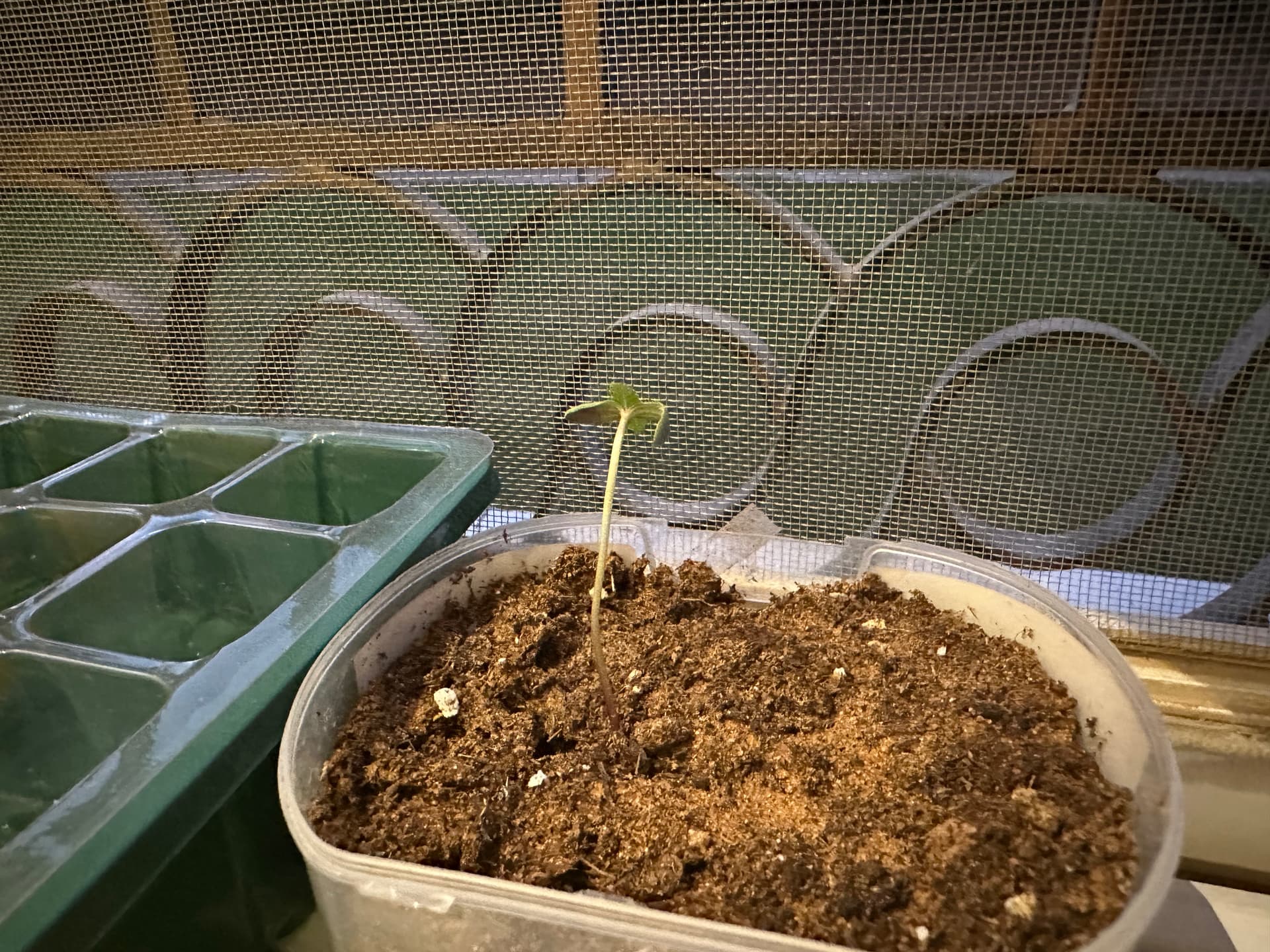 Growing advice - Growing Help - Grow with Jane Community