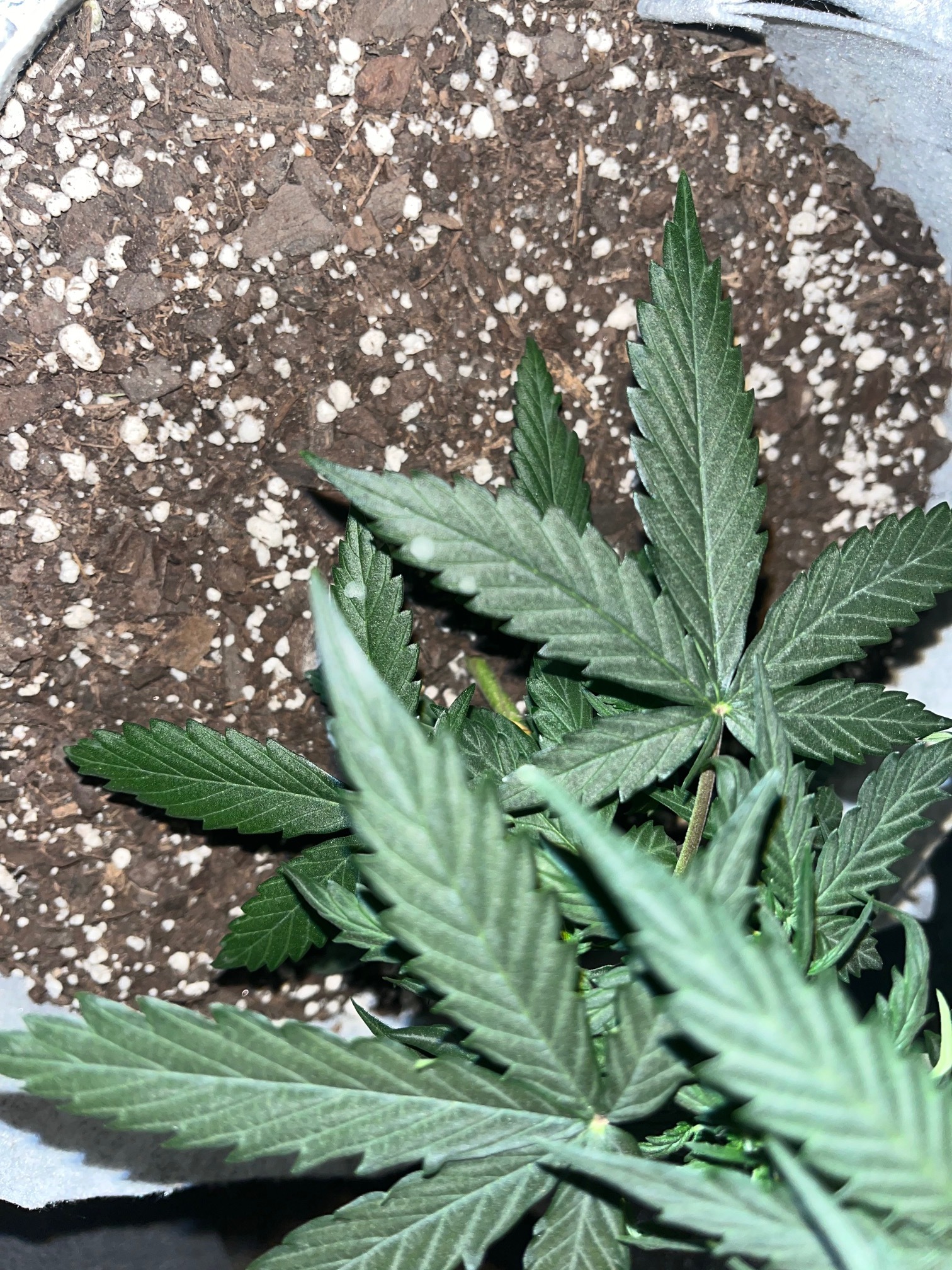 Please help- drooping? - 🙀 Growing Help - The cannabis home growing ...