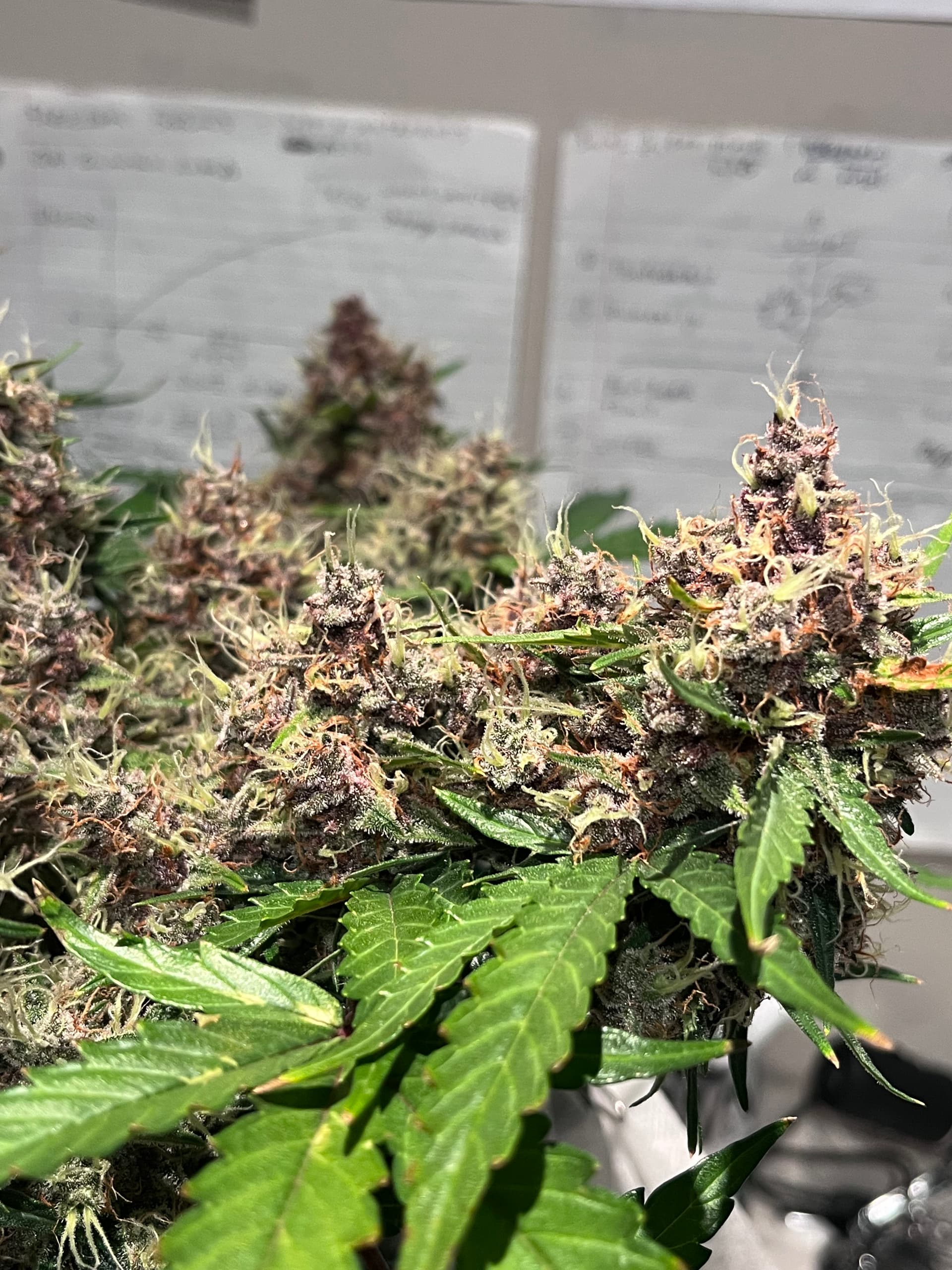 Help - Week 9 - Autoflower Fox-tailing? - 🙀 Growing Help - The cannabis ...