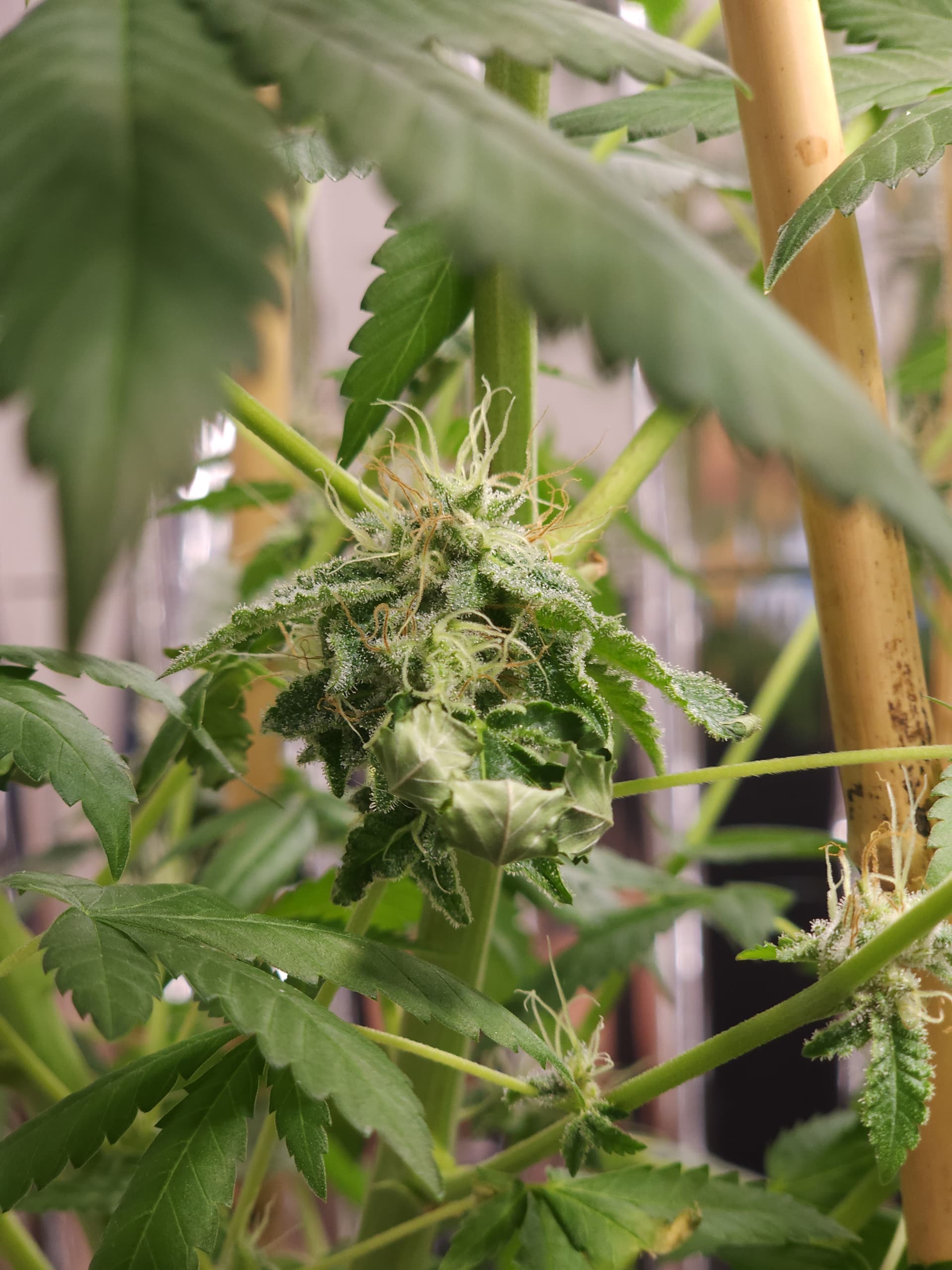 Why are my sugar leaves curling! - 🙀 Growing Help - The cannabis home ...