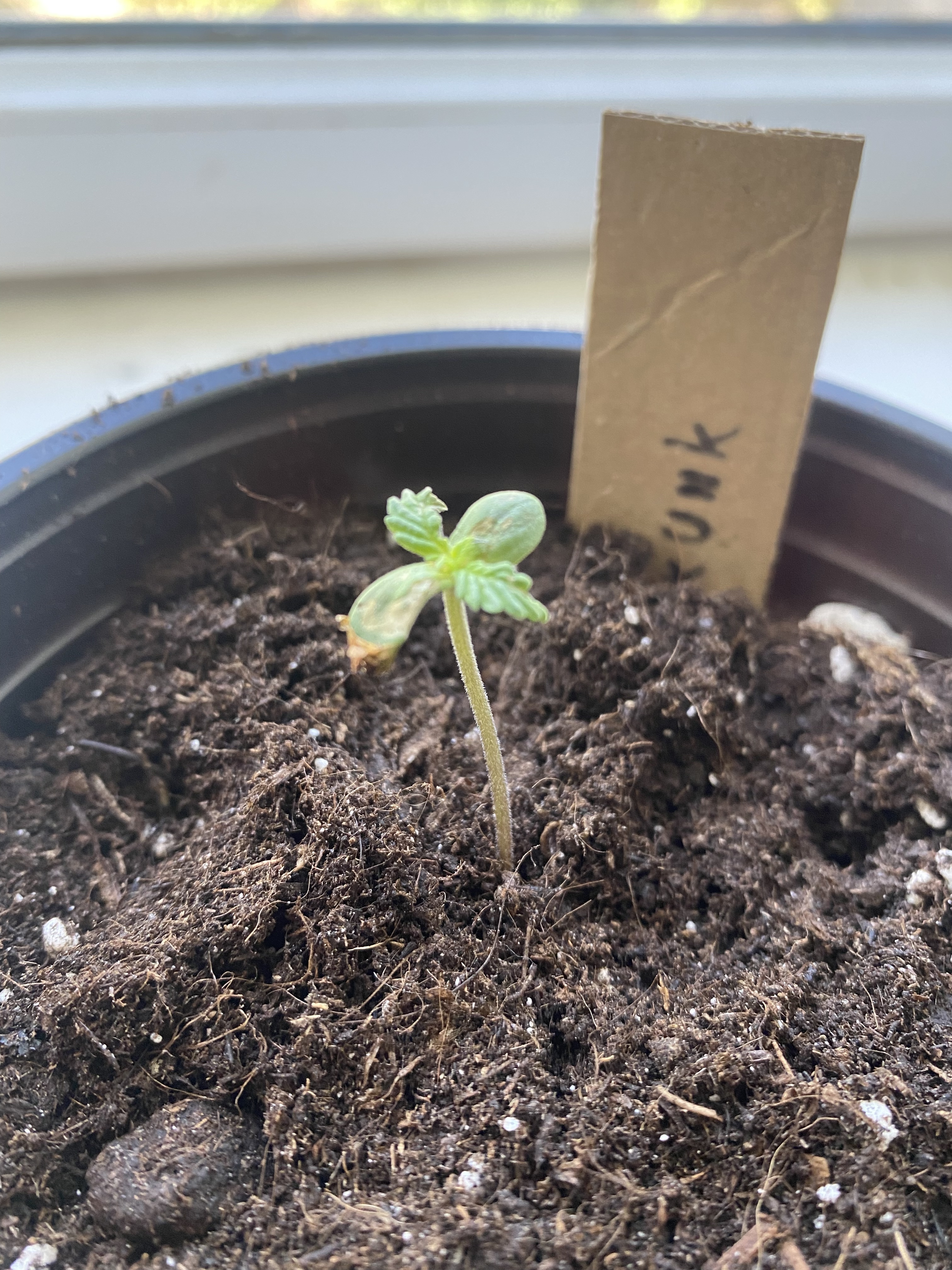 Weed sick? - Growing Help - Grow with Jane Community