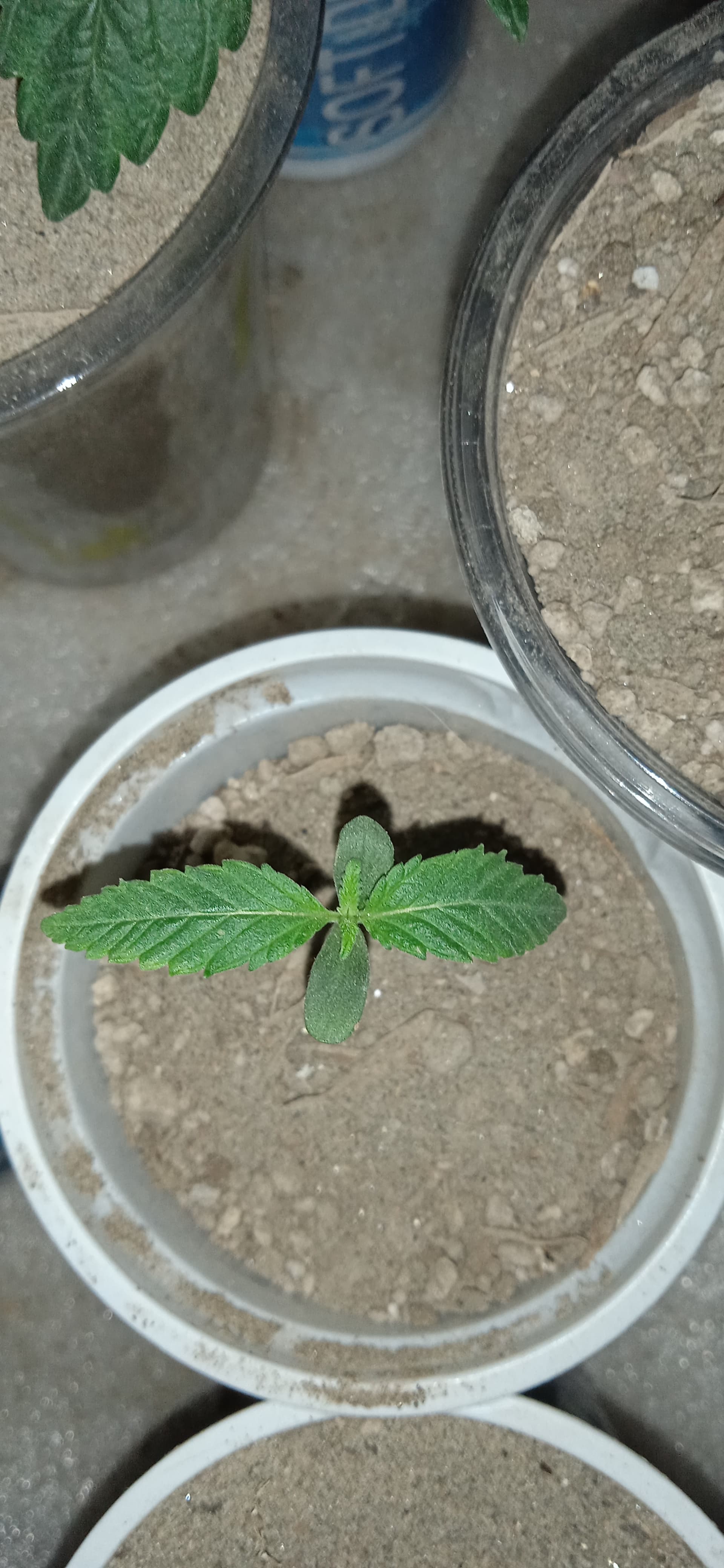 Help me...so slowly - 🙀 Growing Help - The cannabis home growing ...