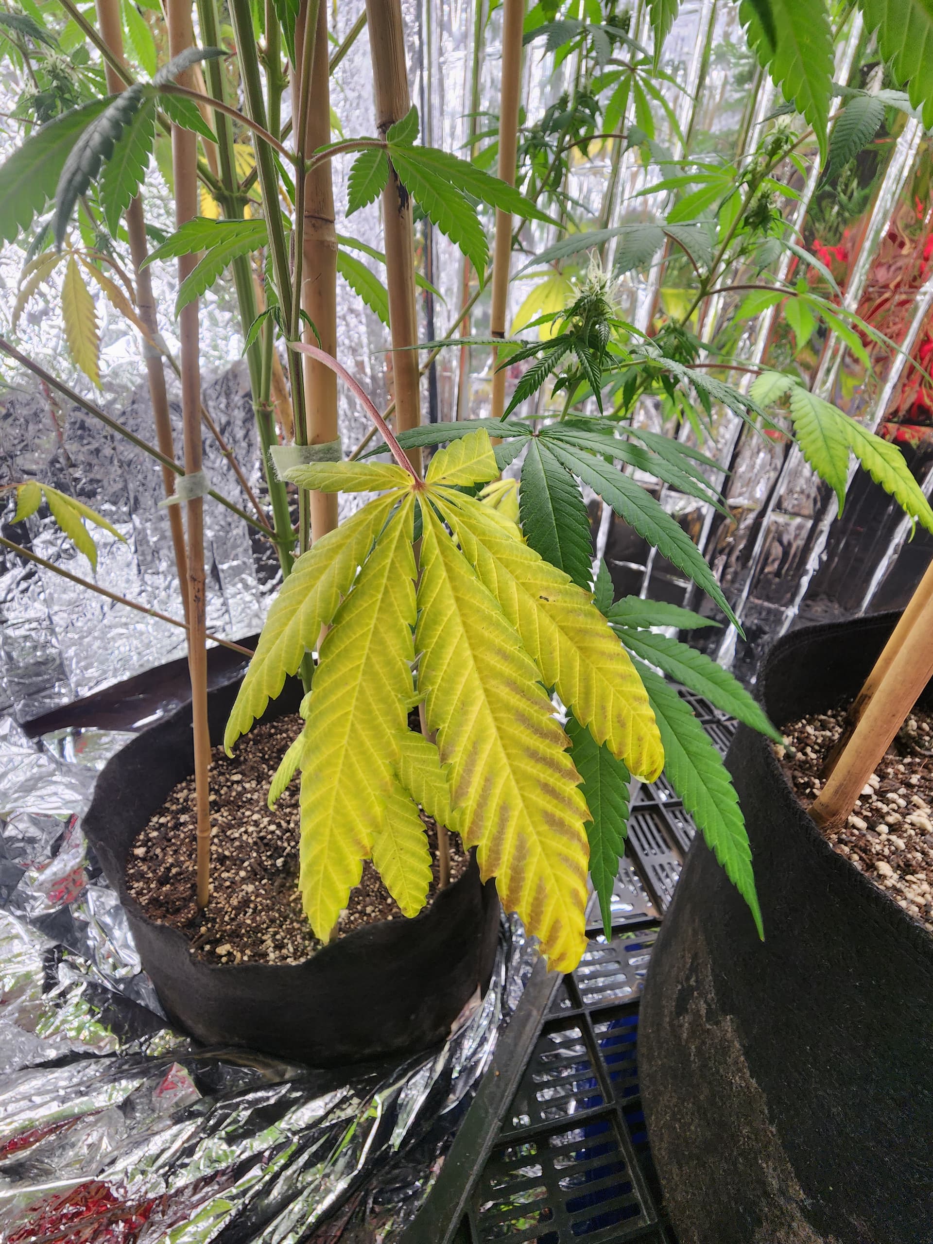 Why are my fan leaves yellow? - Growing Help - Grow with Jane Community