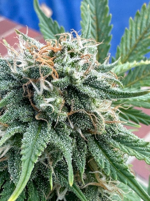 When to harvest AND what are these pods/sacks? - 🙀 Growing Help - The ...