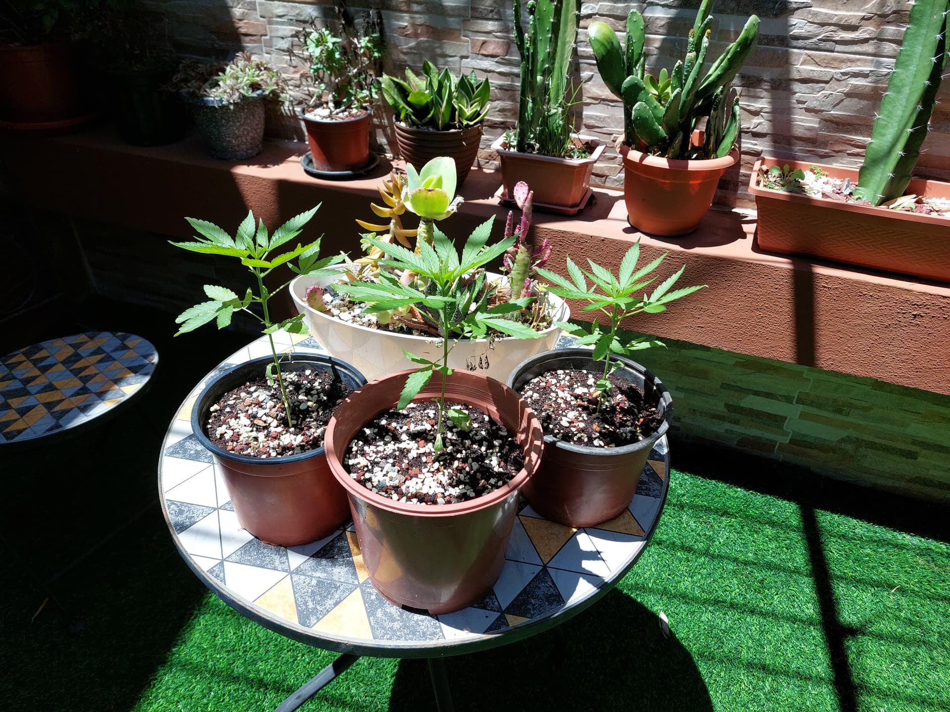 Cambio a floracion en recipientes de 6 litros - Español - The cannabis ...