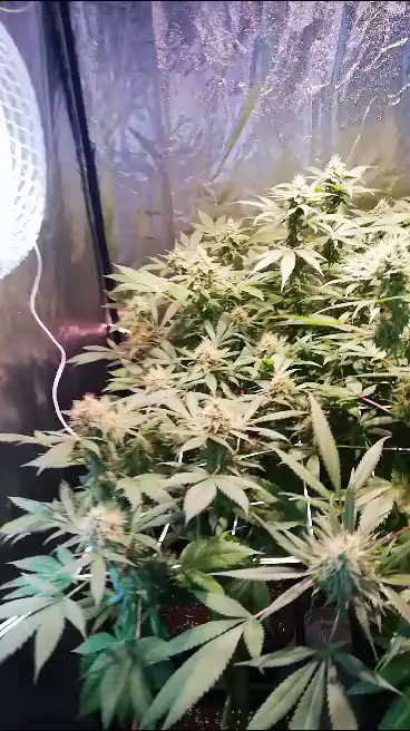 Seguimiento cultivo en Scrog con LED Solux Titan - Español - The ...