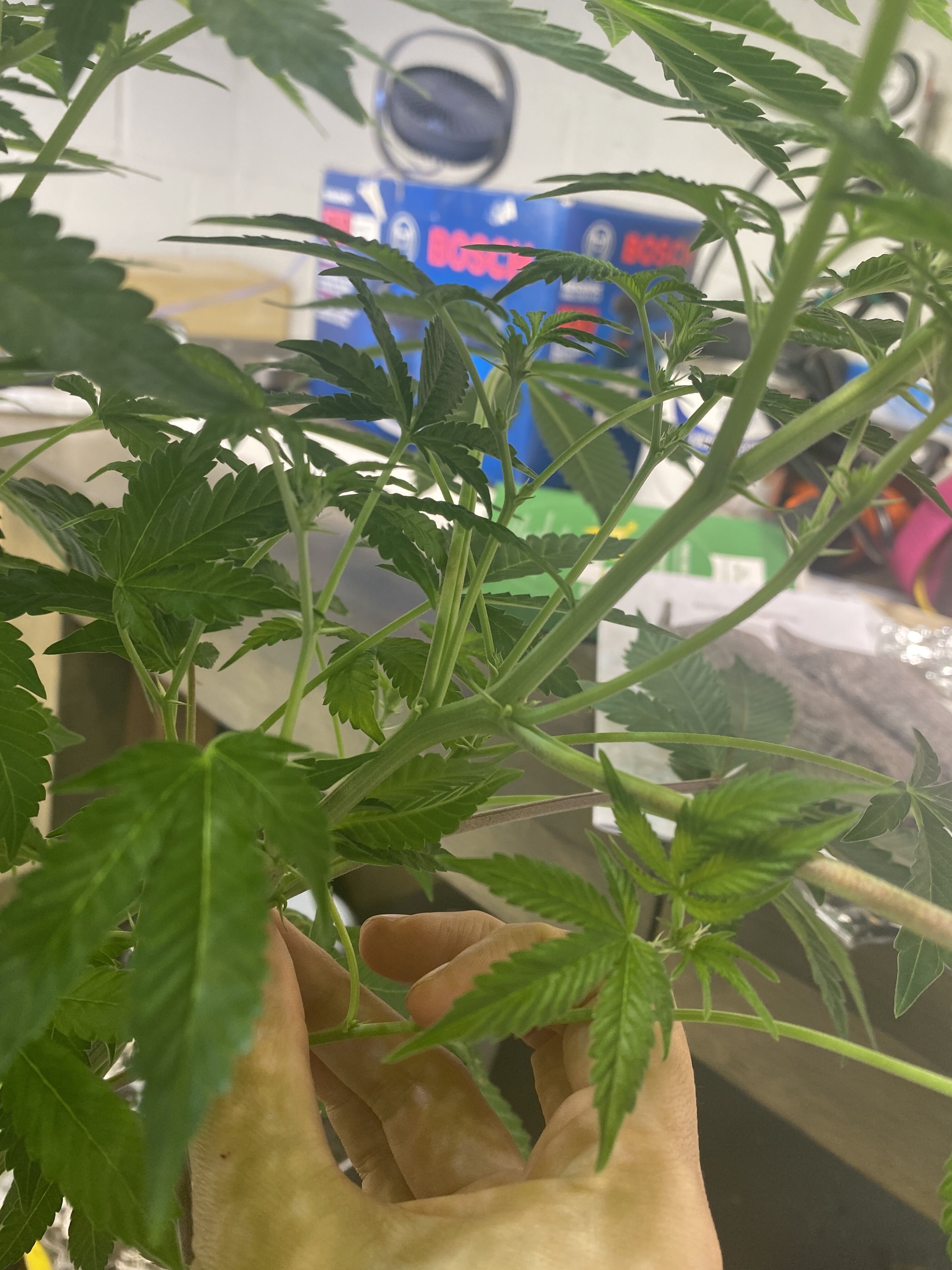 How much to defoliate/prune after week 3 of flower? - 🙀 Growing Help ...