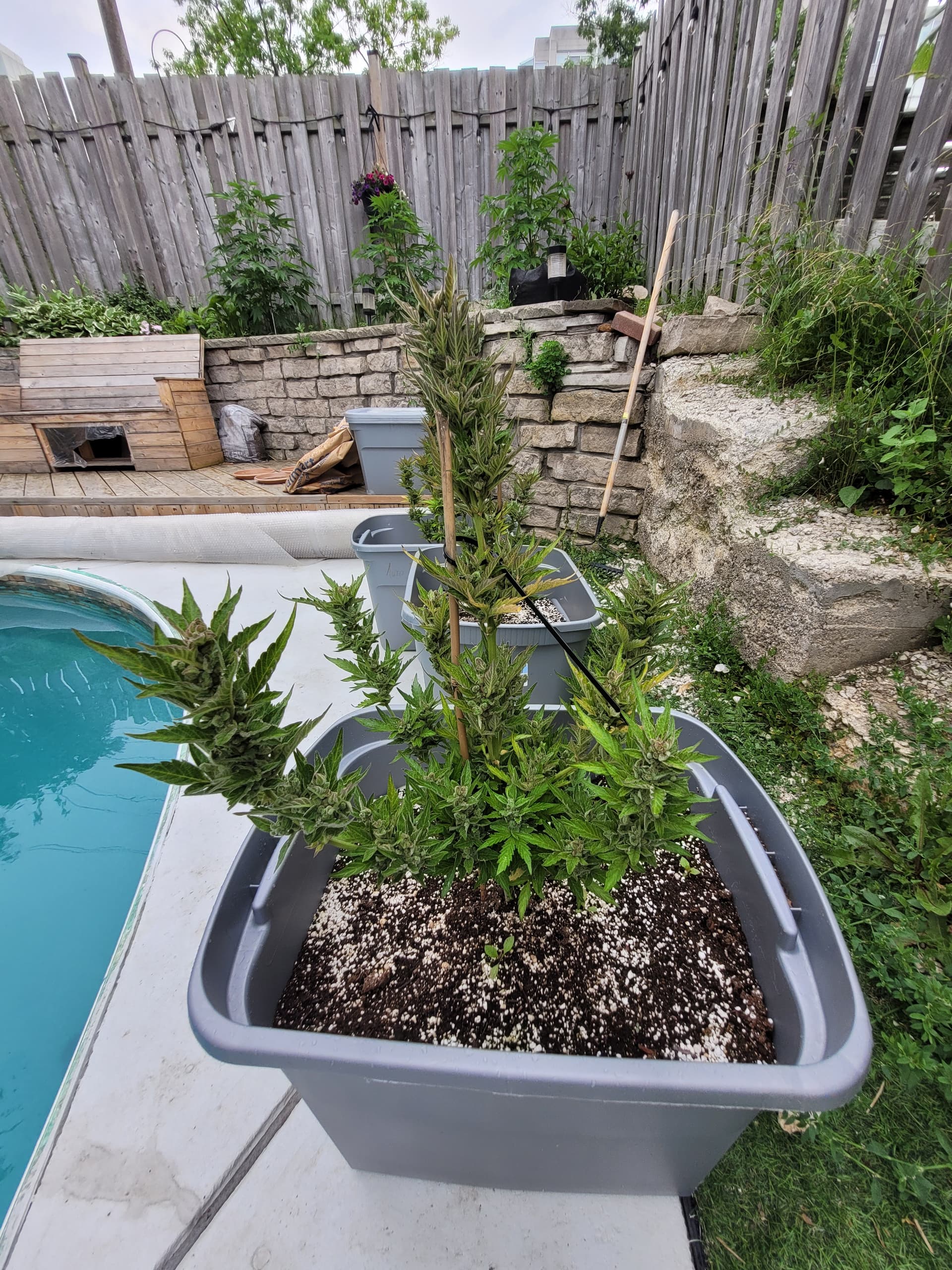 Is this foxtailing or herm? - Growing Help - Grow with Jane Community