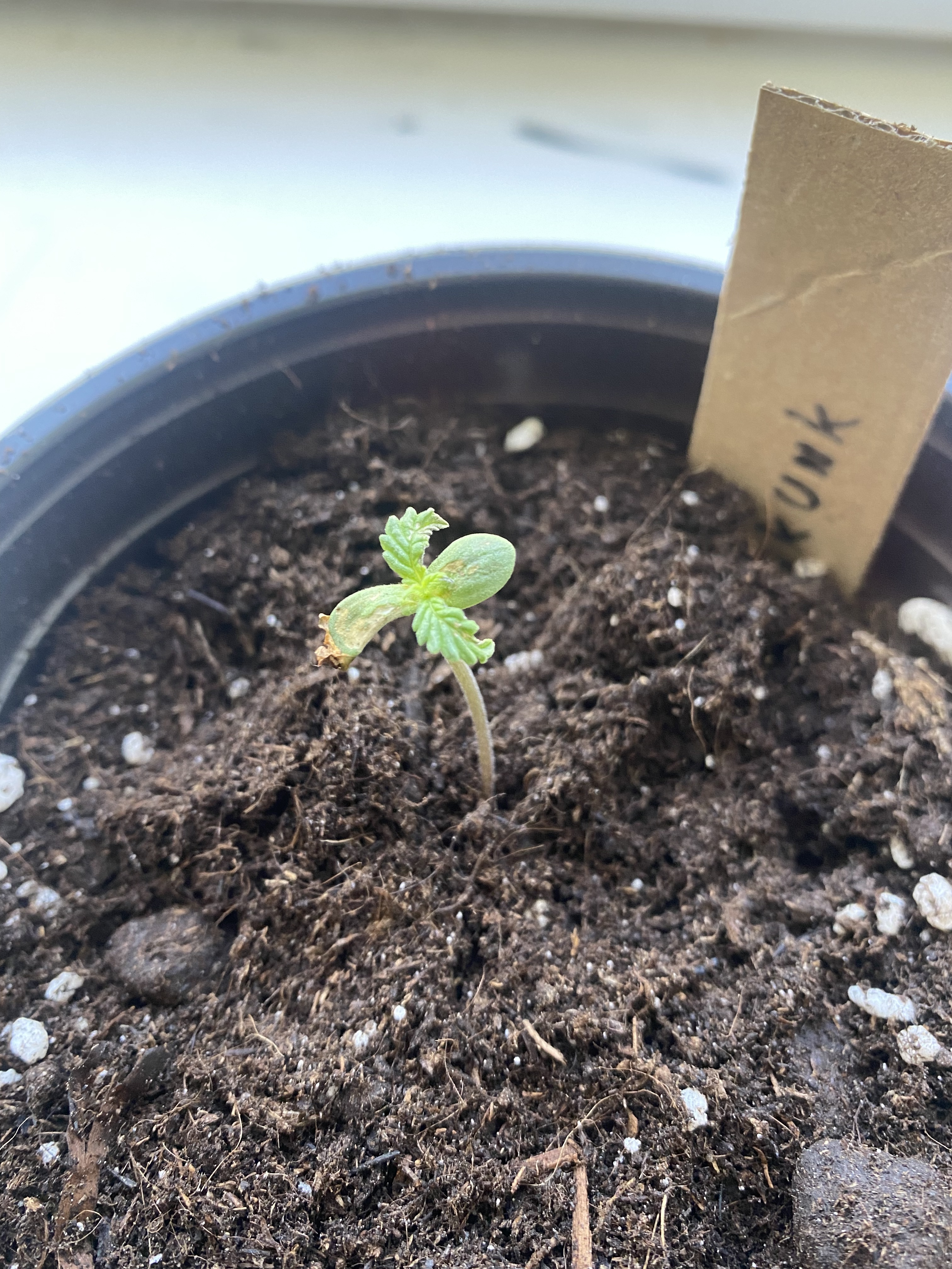 Weed sick? - Growing Help - Grow with Jane Community
