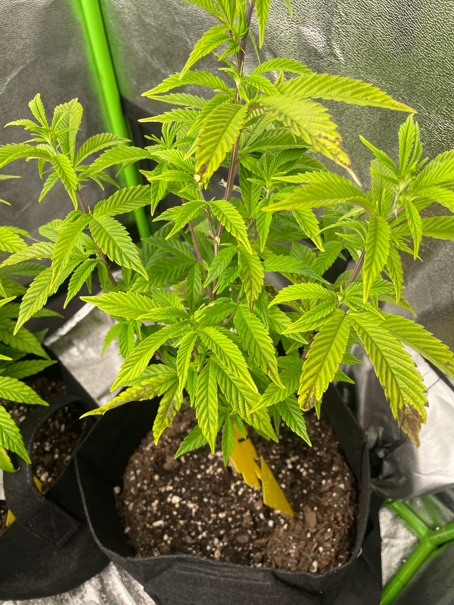 Turning brown and curling - 🙀 Growing Help - The cannabis home growing ...