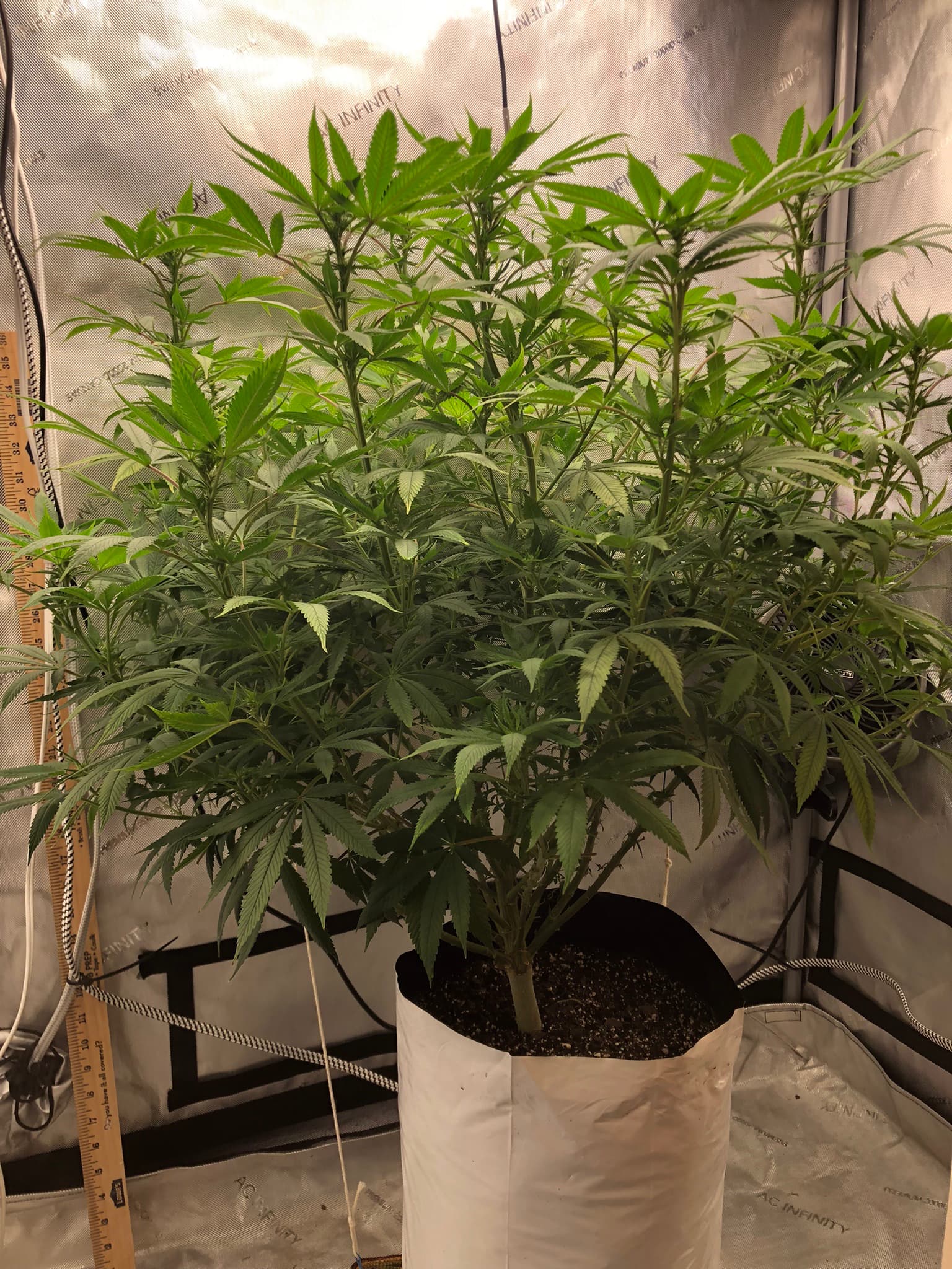 Defoliation of the lower leaves? - 💡 Indoor - The cannabis home growing ...