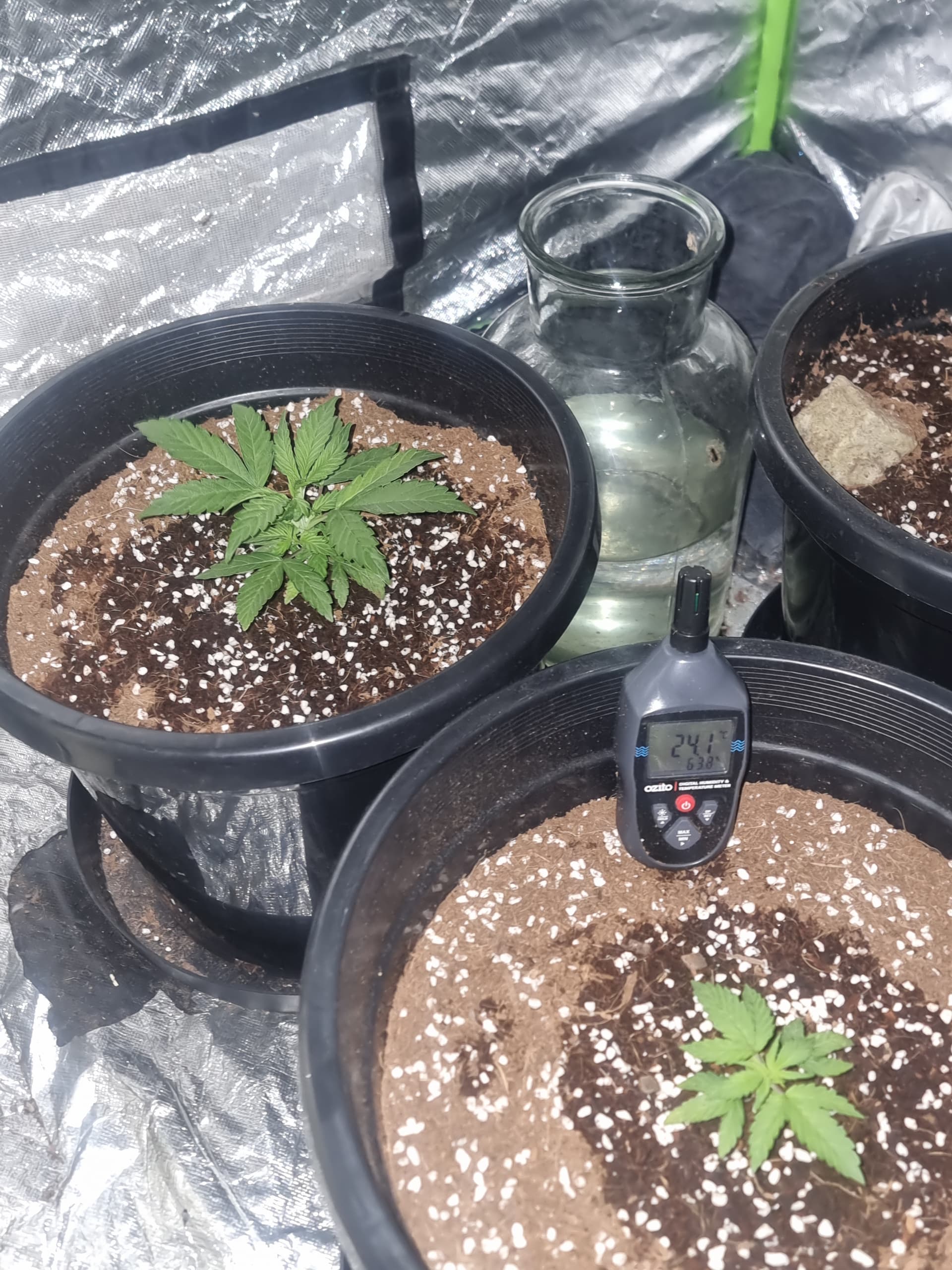 First grow bruce banner autos - 🙀 Growing Help - The cannabis home ...