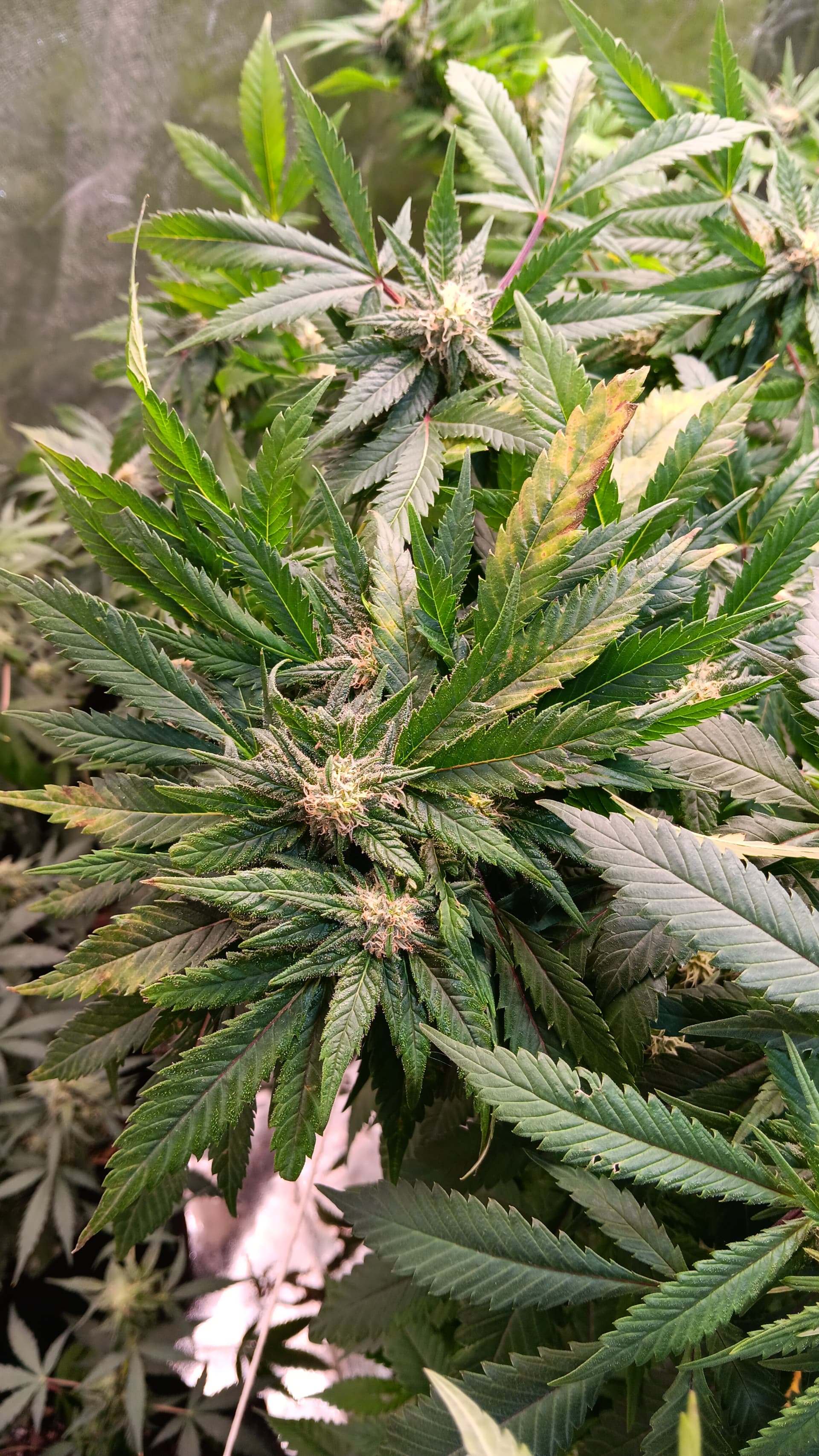 Droopy leaves and purple stems - Growing Help - Grow with Jane Community