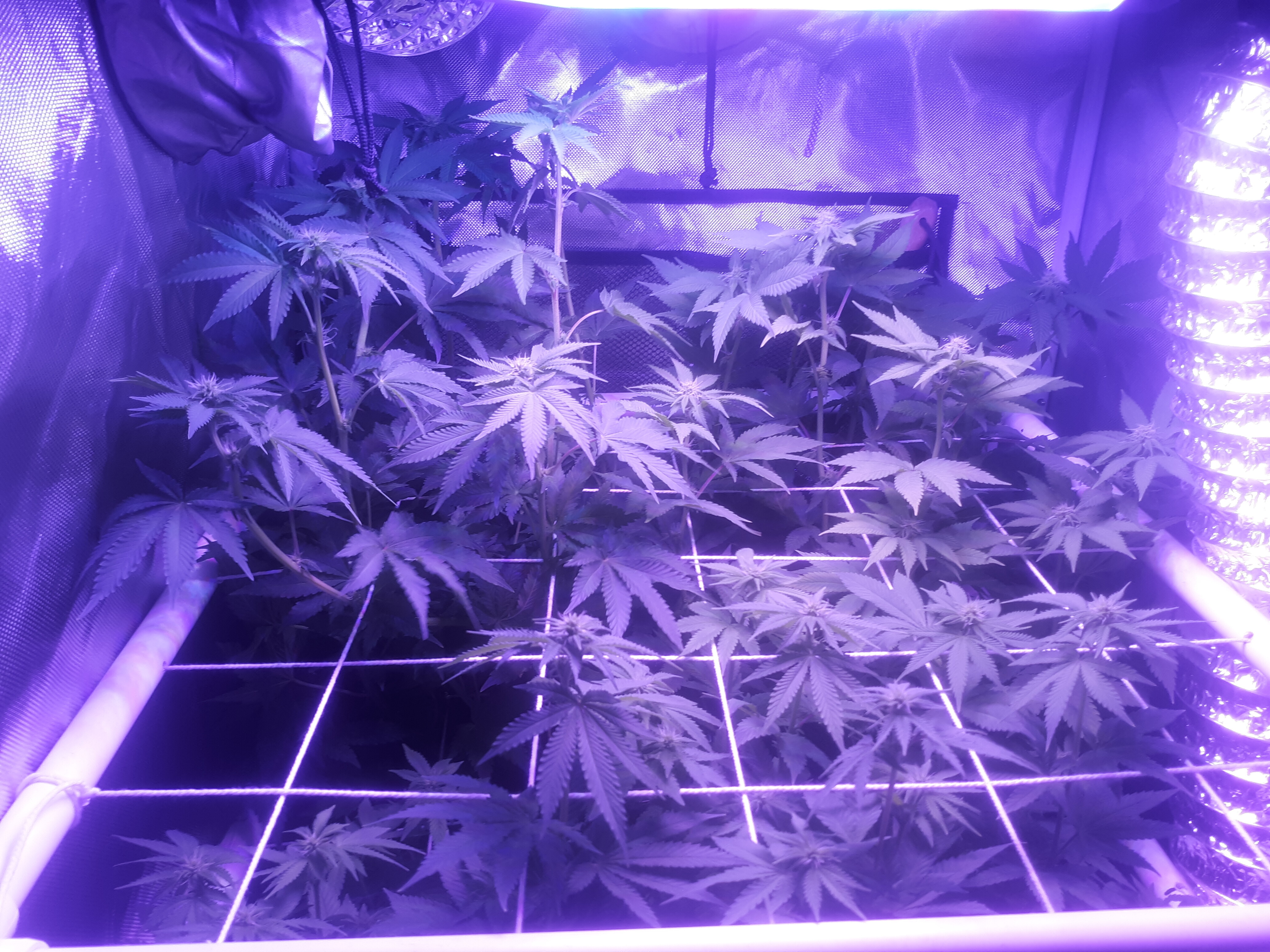 Week 5-6 Flower 1st time - am I doing this right? - 🙀 Growing Help ...