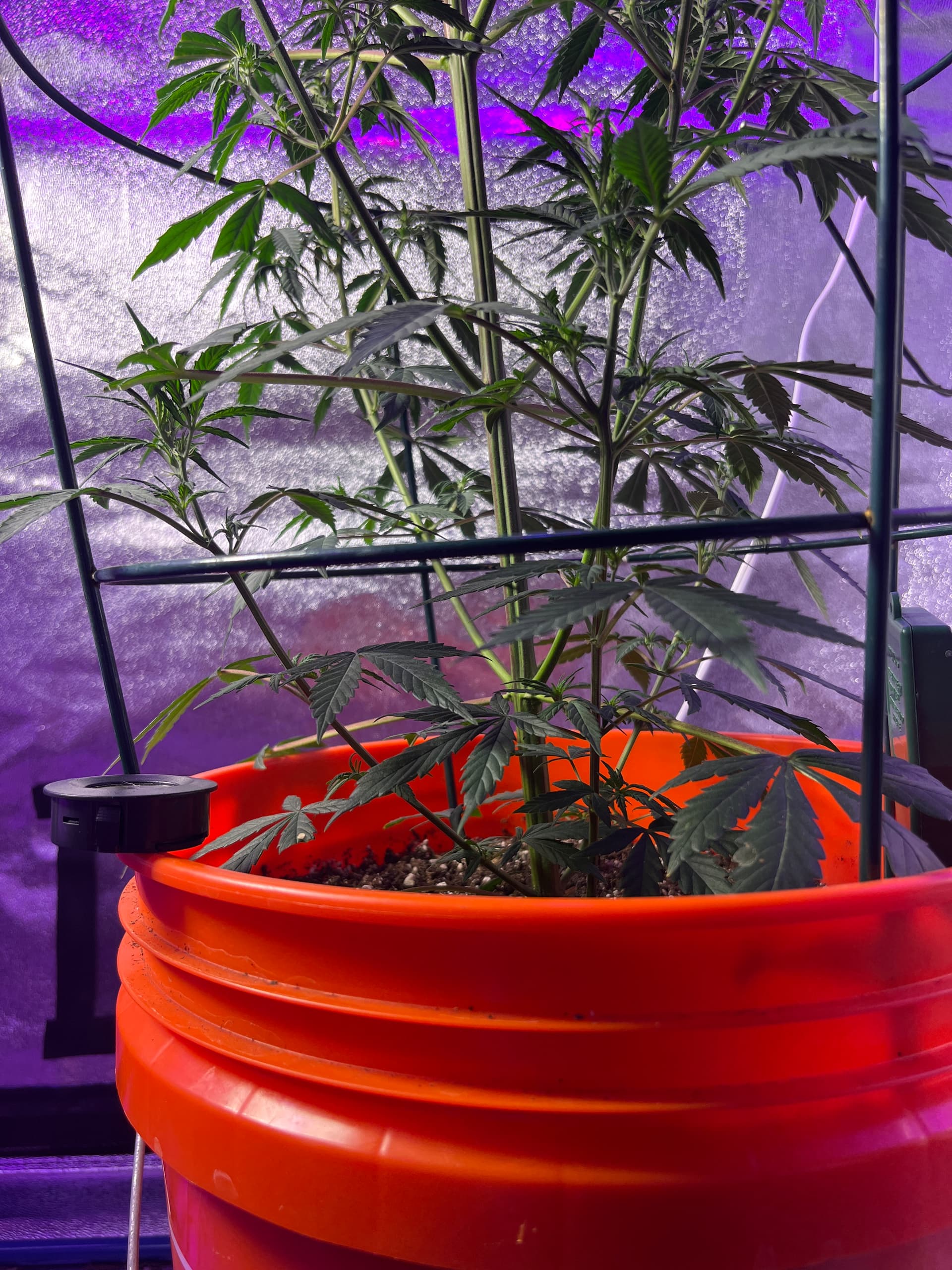 What is wrong with my plant? Only one leaf showing symptom - Growing ...