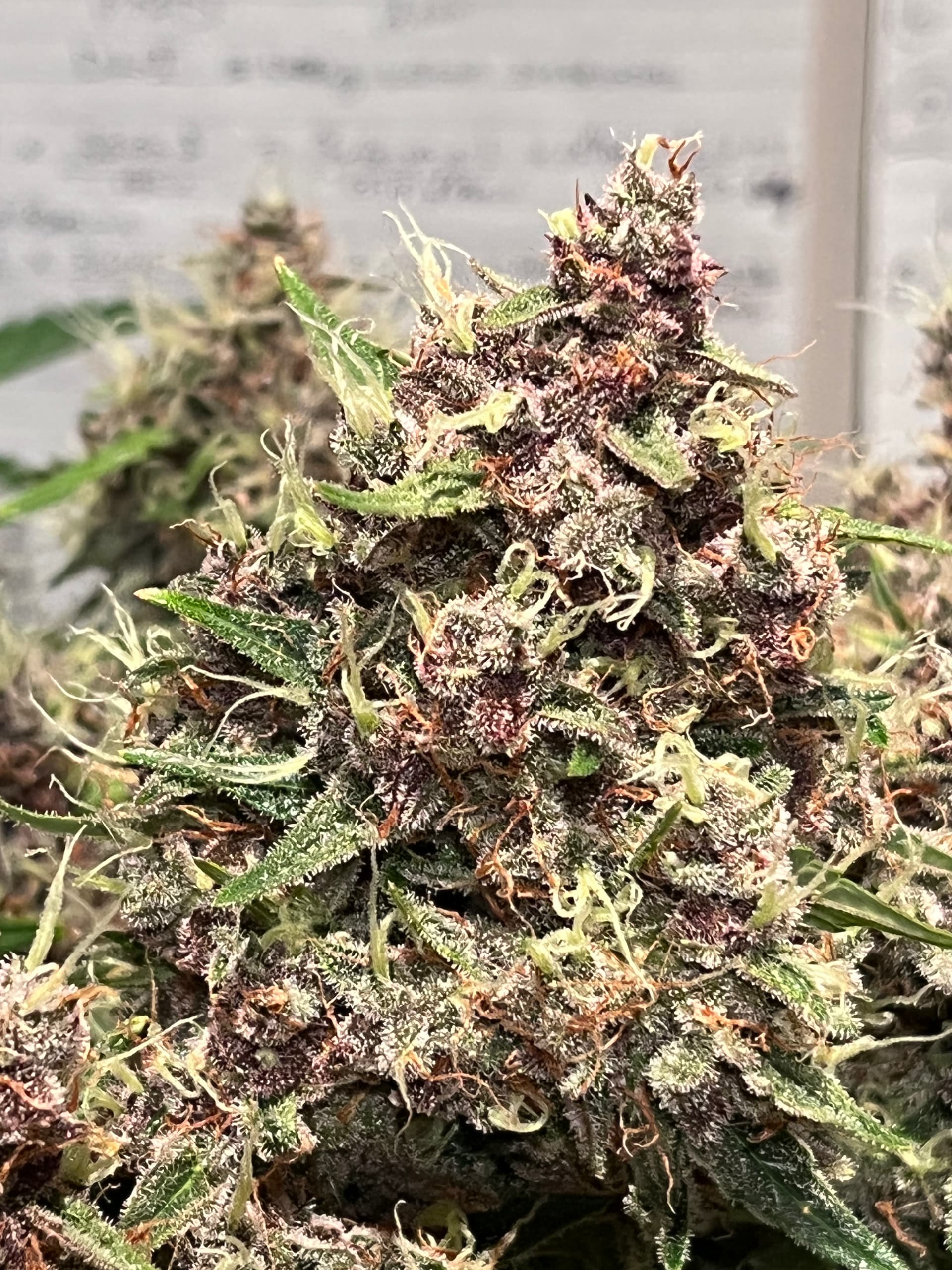 Help - Week 9 - Autoflower Fox-tailing? - 🙀 Growing Help - The cannabis ...