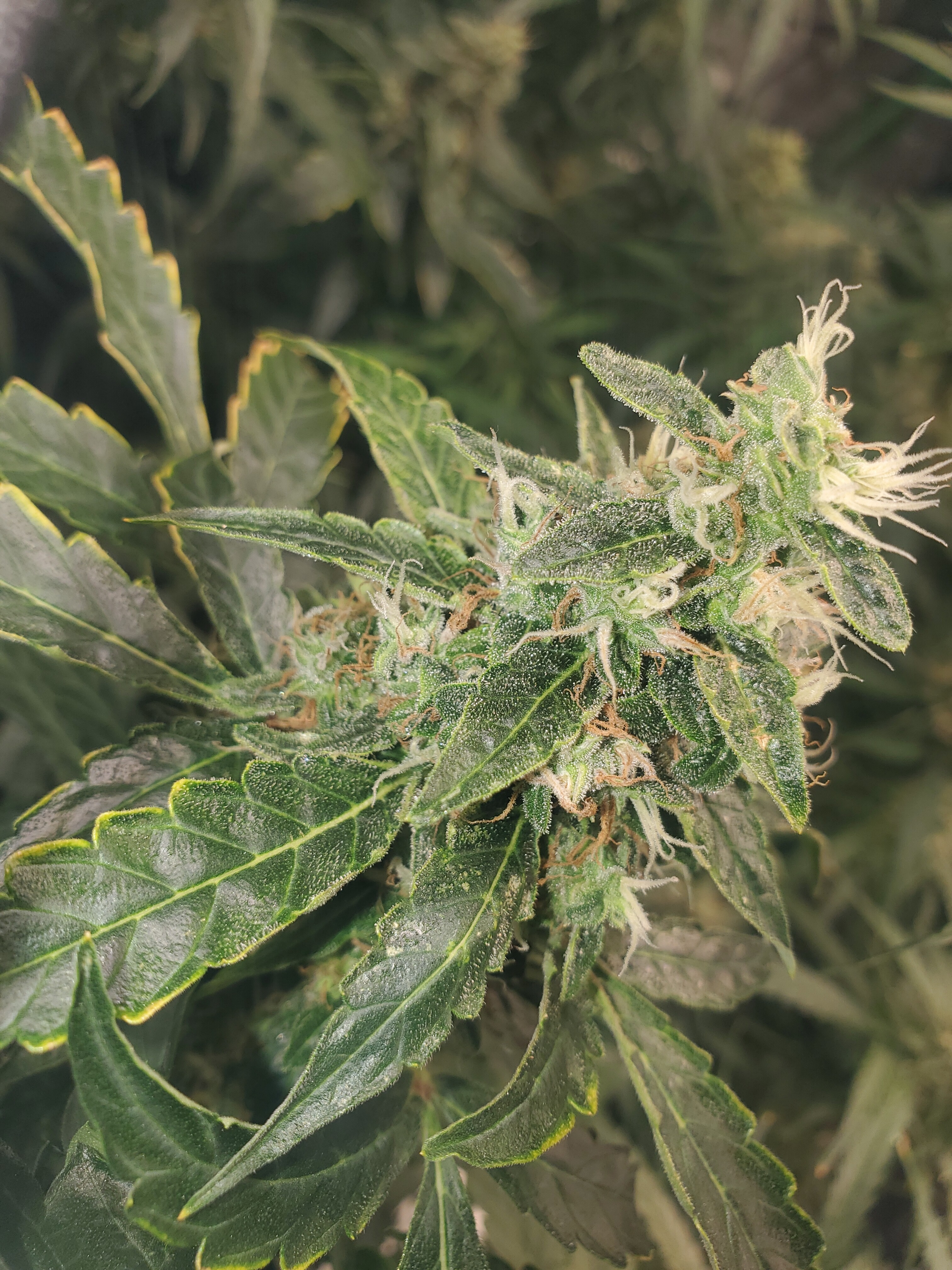 Grand Daddy Purple (6 plants) - 💡 Indoor - The cannabis home growing ...