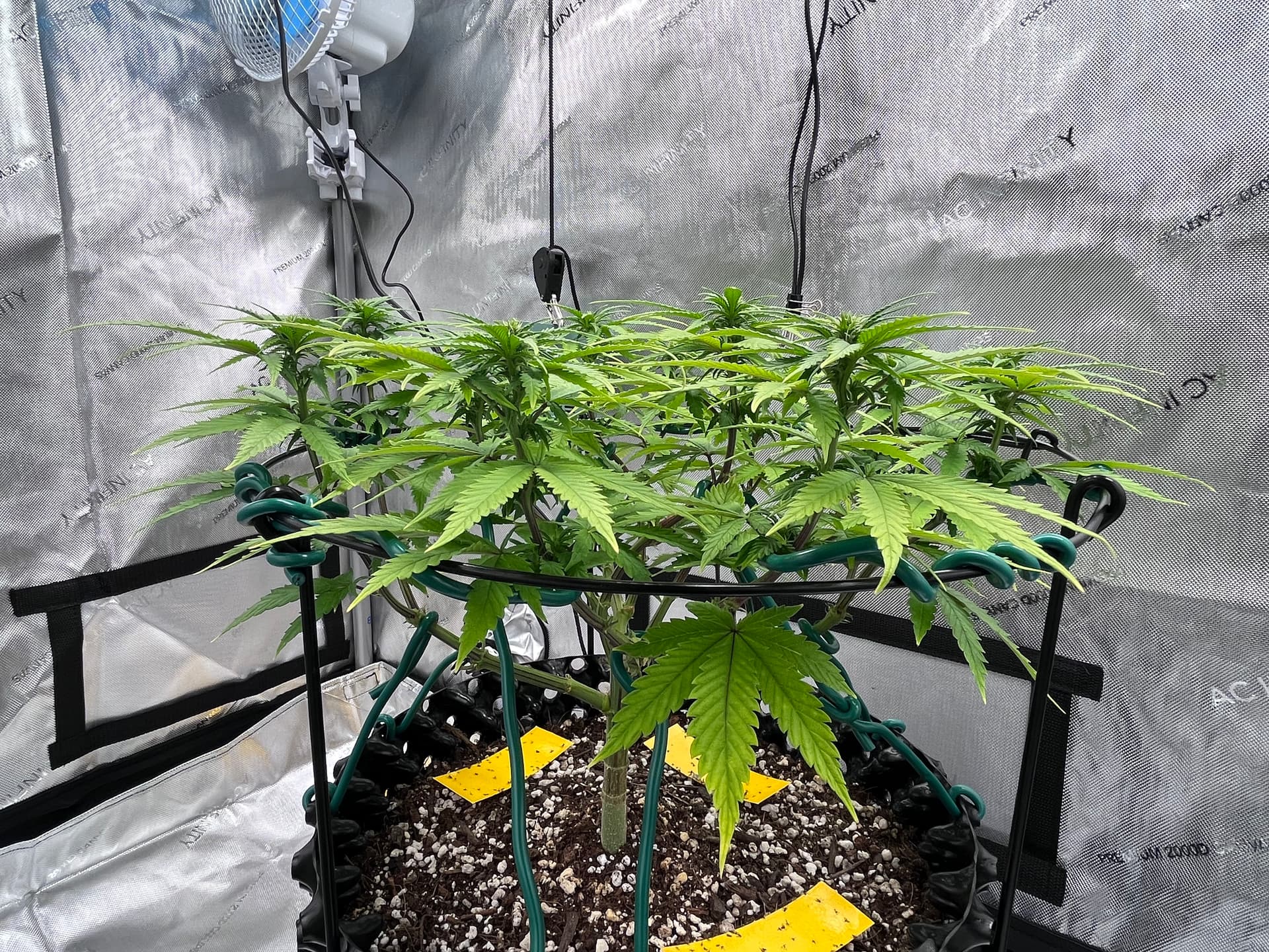 Autoflower - Day 84 from seed | Week 8/51 days of flower - is it ready ...