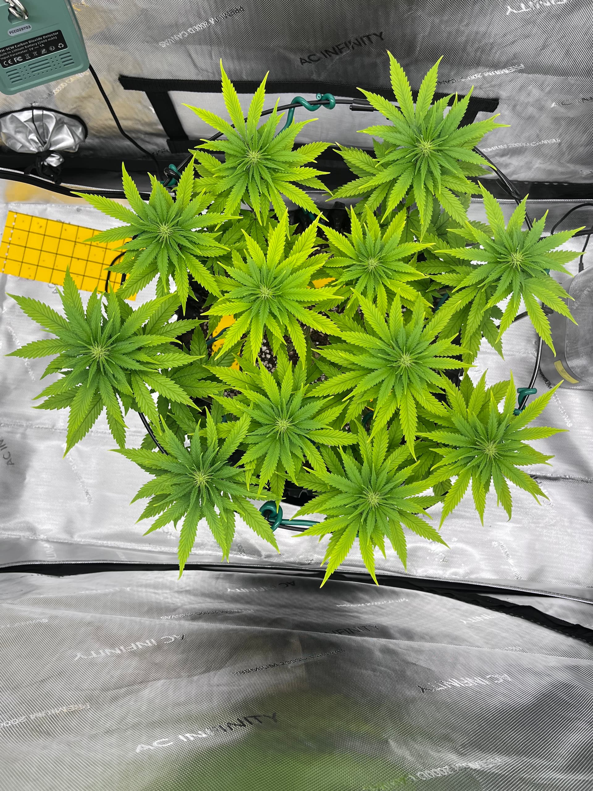 Autoflower - Day 84 from seed | Week 8/51 days of flower - is it ready ...