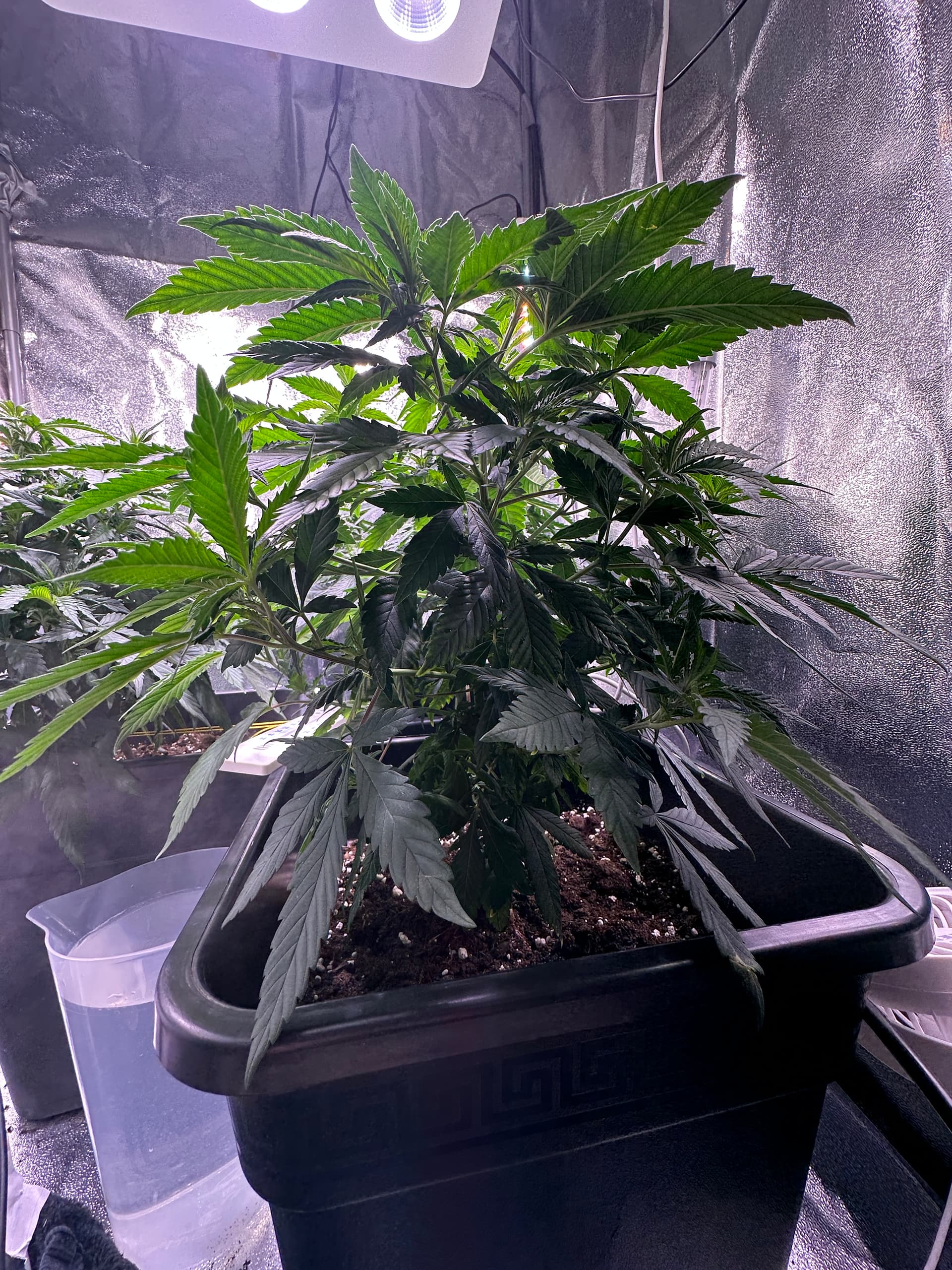 Defoliation of the lower leaves? - 💡 Indoor - The cannabis home growing ...
