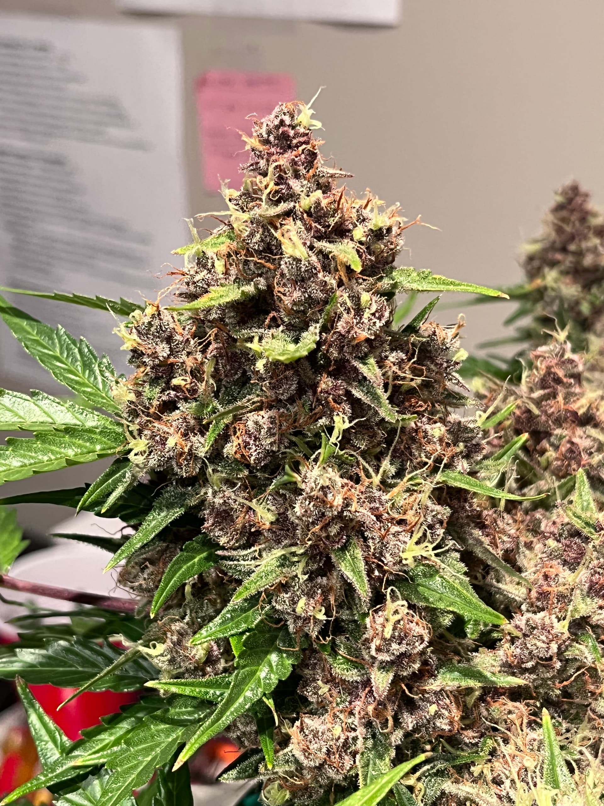 Help - Week 9 - Autoflower Fox-tailing? - 🙀 Growing Help - The cannabis ...