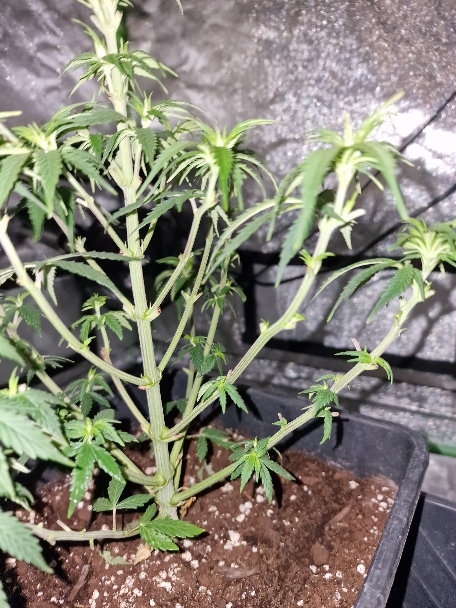 Forbidden fruit, second time growing - Growing - Grow with Jane Community