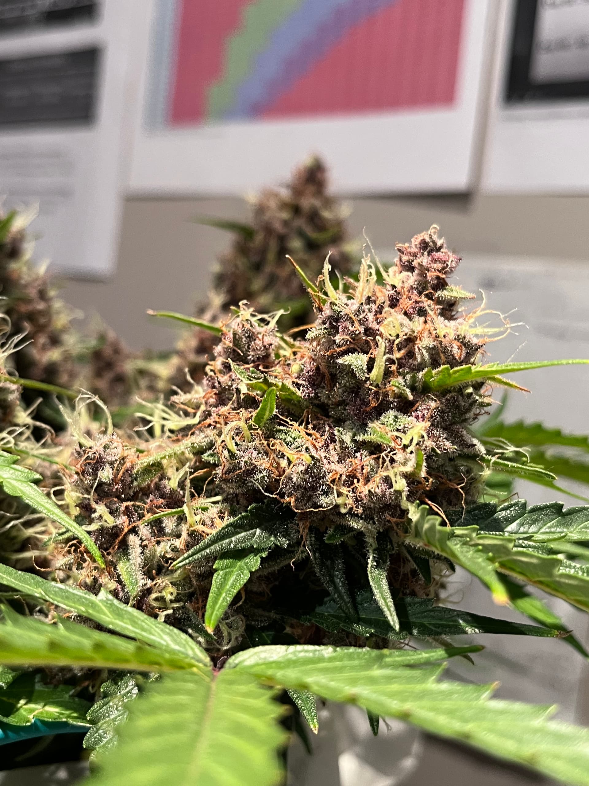 Help - Week 9 - Autoflower Fox-tailing? - 🙀 Growing Help - The cannabis ...