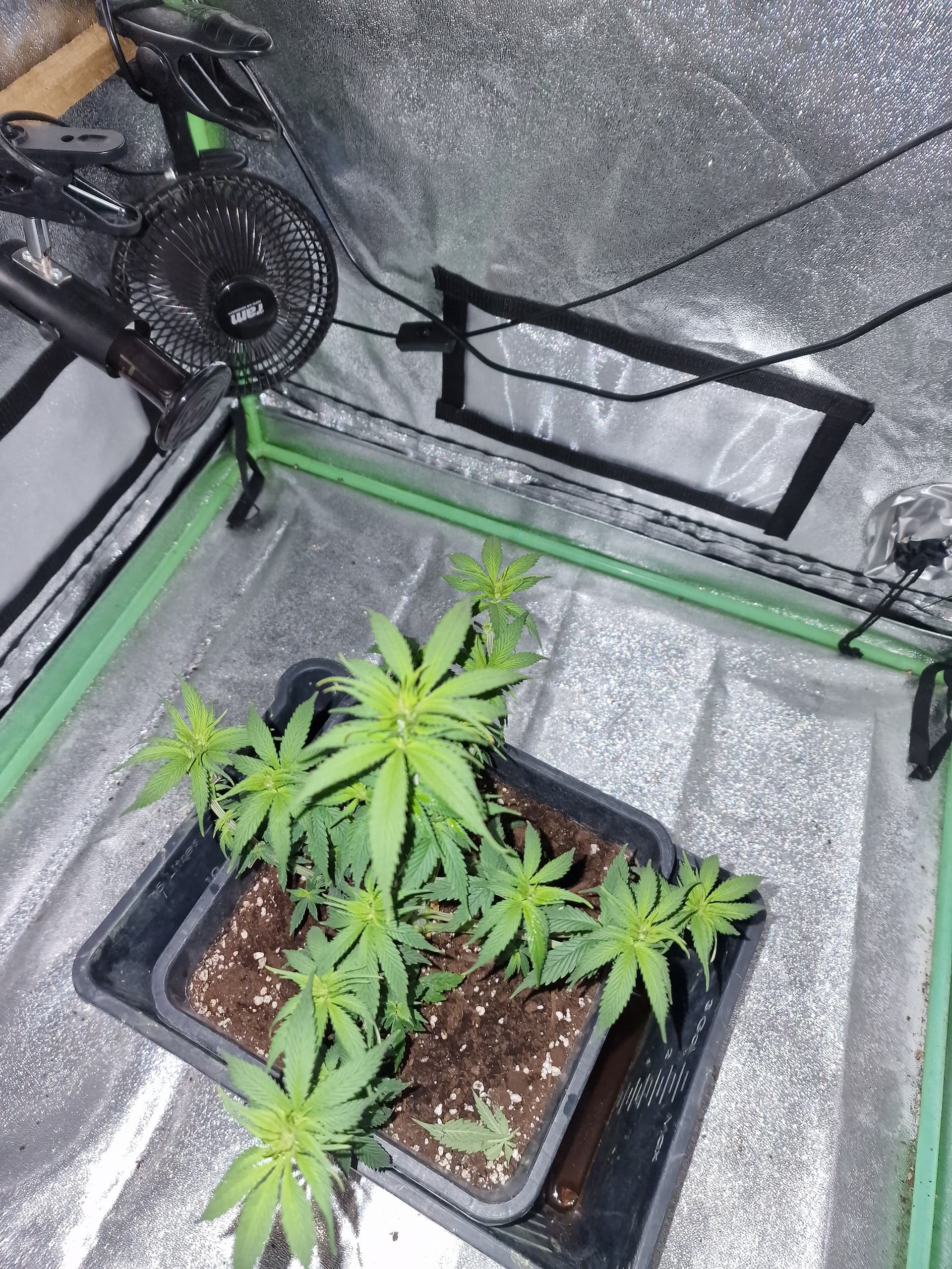 Forbidden fruit, second time growing - 🌲 Cannabis Growing - The ...