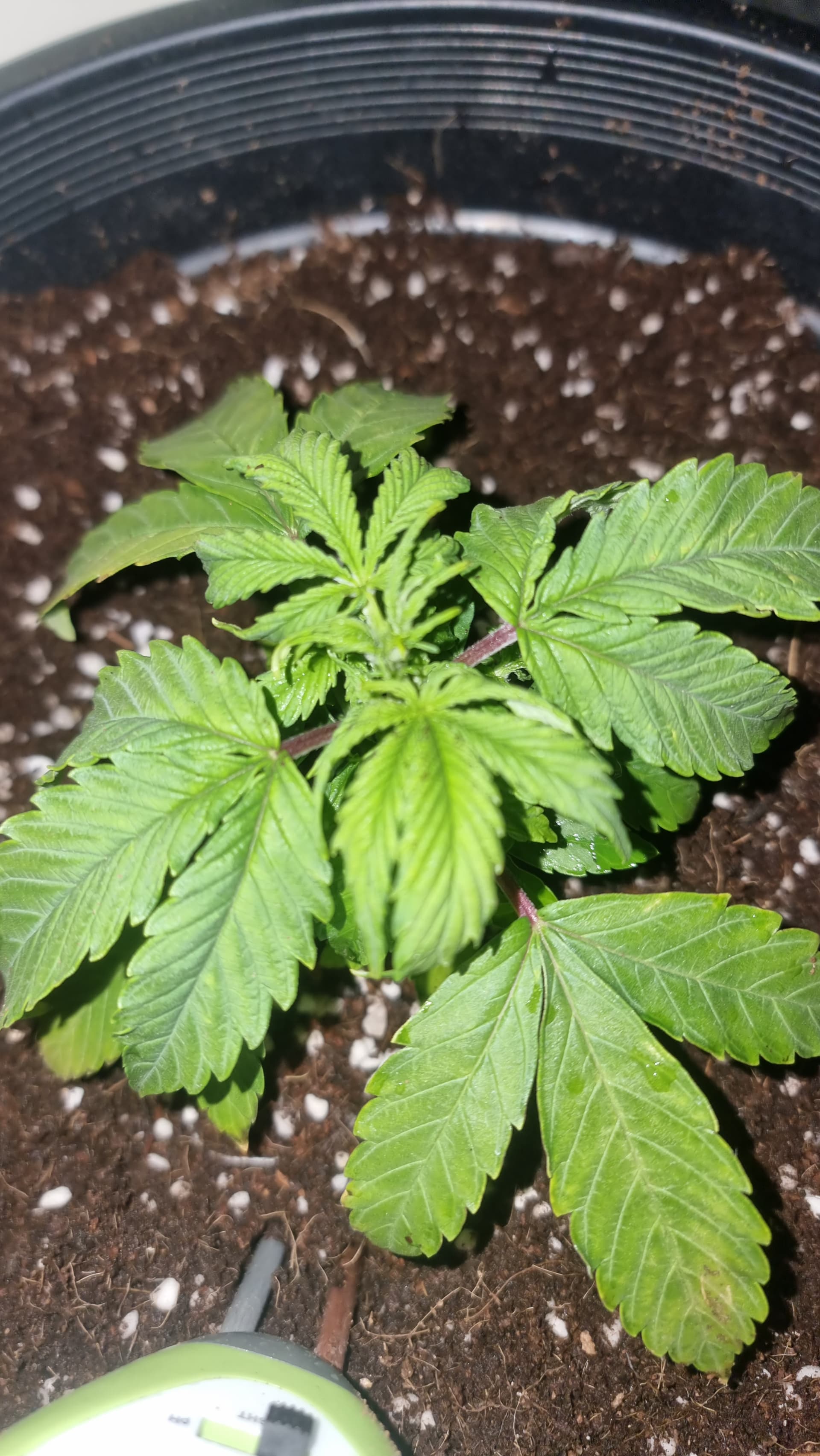 First grow bruce banner autos - 🙀 Growing Help - The cannabis home ...