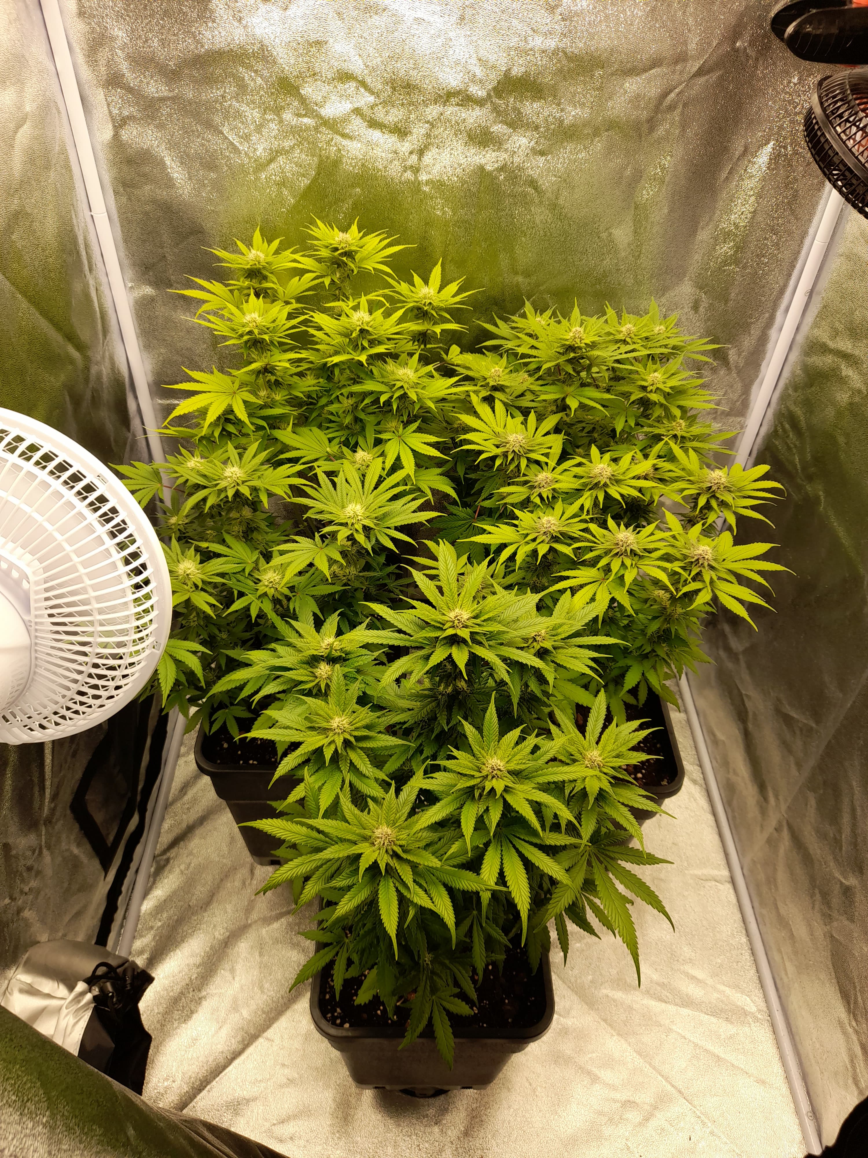 Can i defoliate a little in 4 weeks of flowering? - 🙀 Growing Help ...